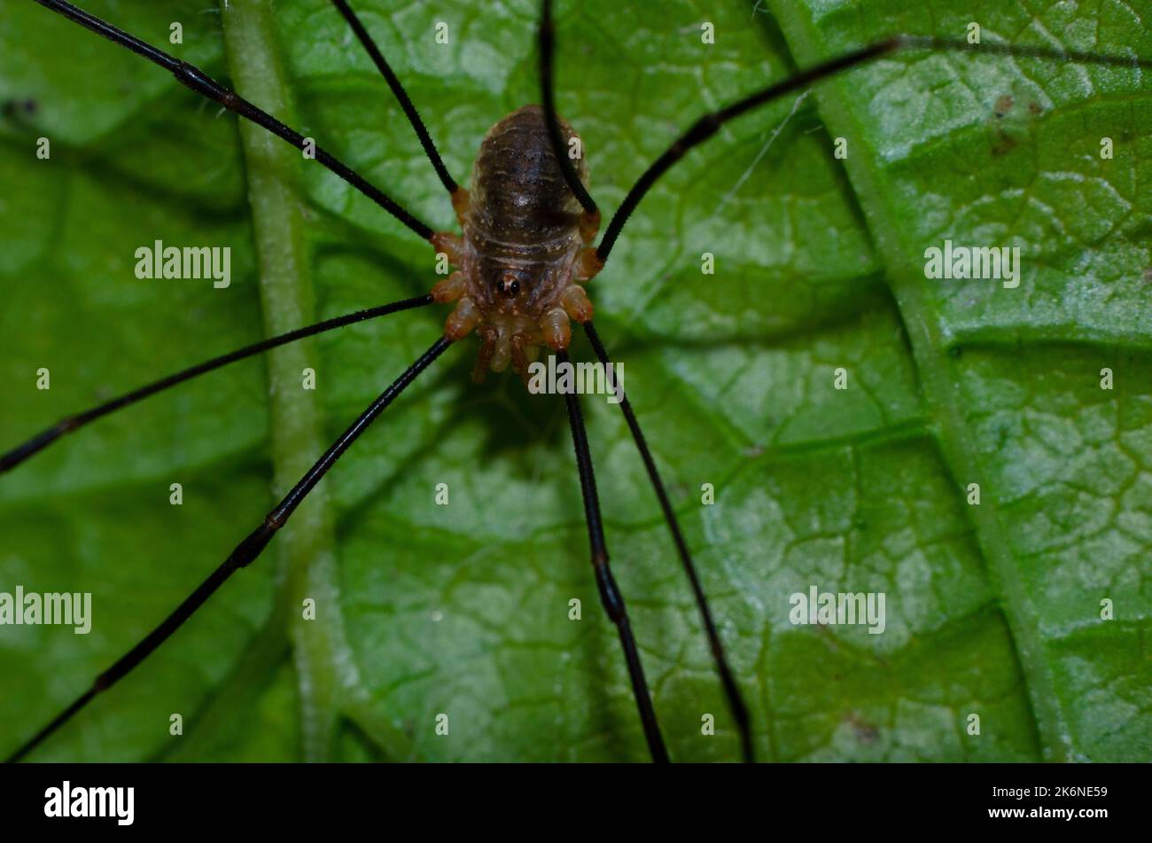 Harvestman spider from up on leaf Stock Photo - Alamy