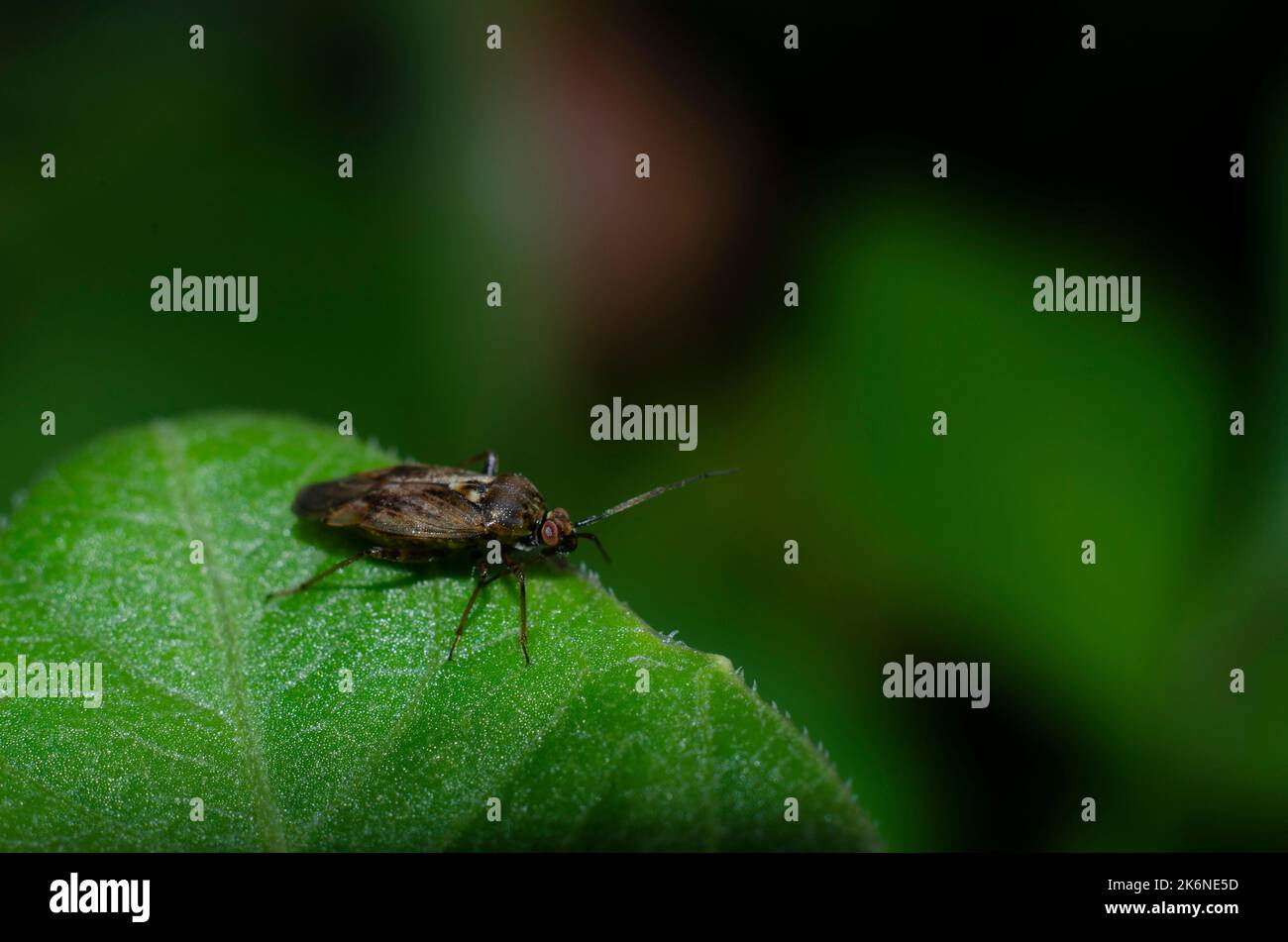 Lygus gemellatus, insect climbing Stock Photo - Alamy