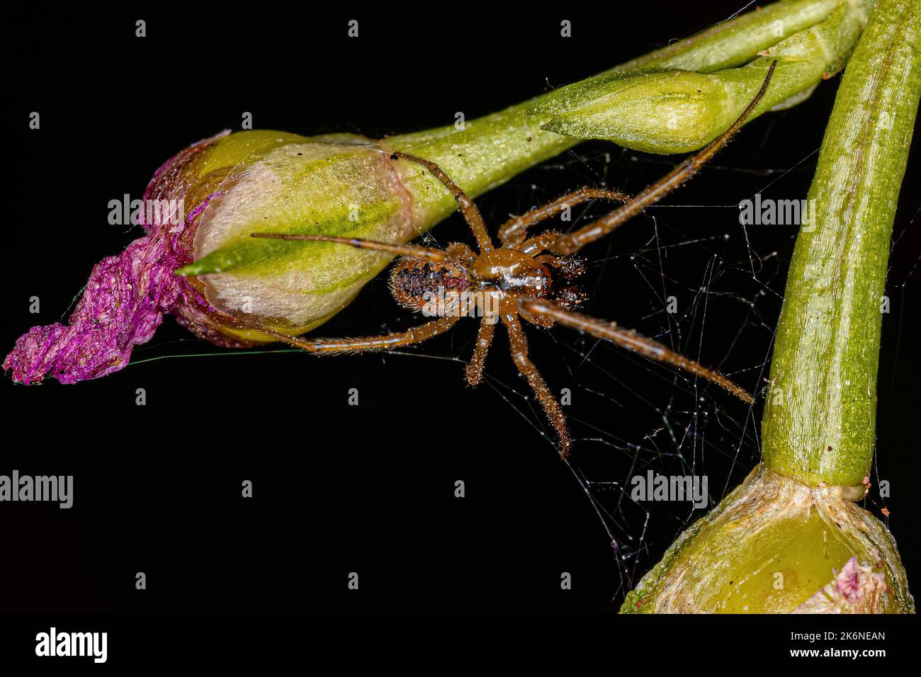 Small Male Cobweb Spider of the Family Theridiidae Stock Photo - Alamy