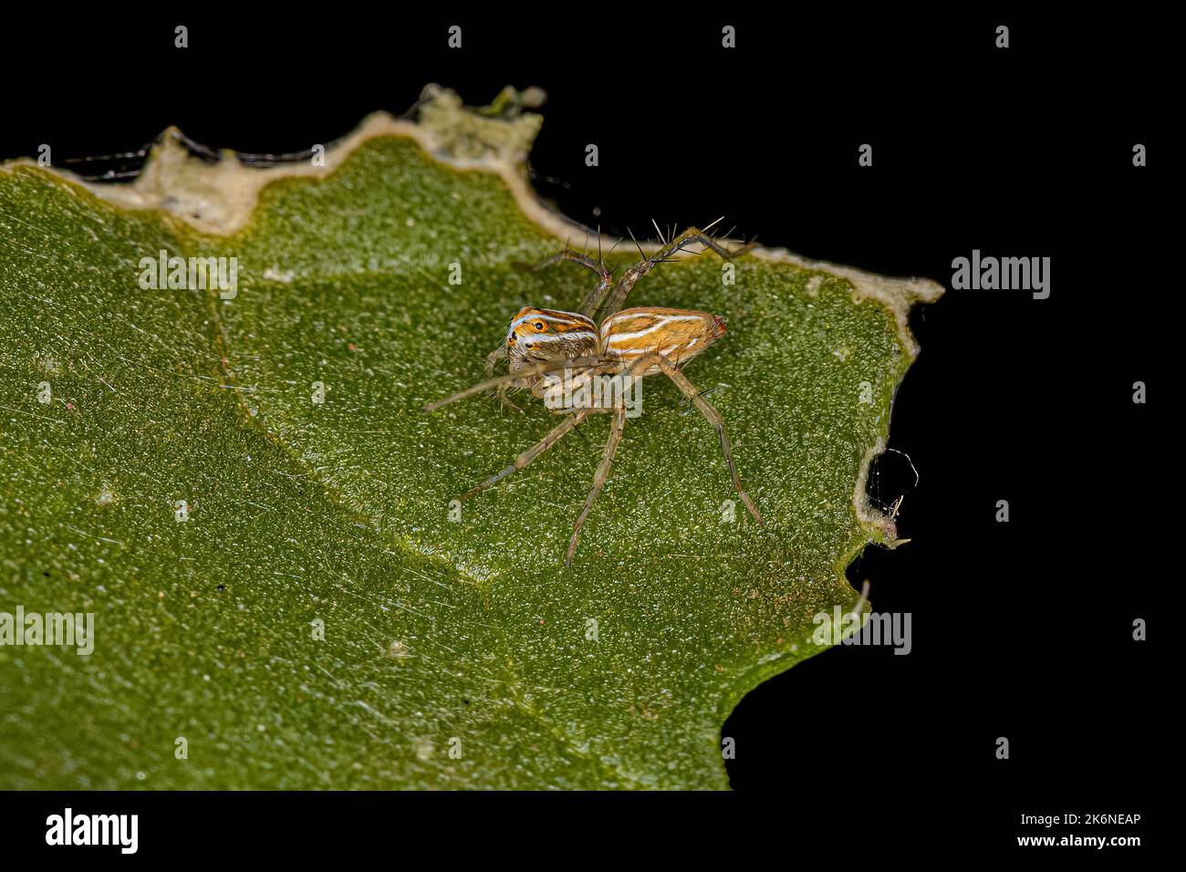 Striped Lynx Spider of the genus Oxyopes Stock Photo - Alamy