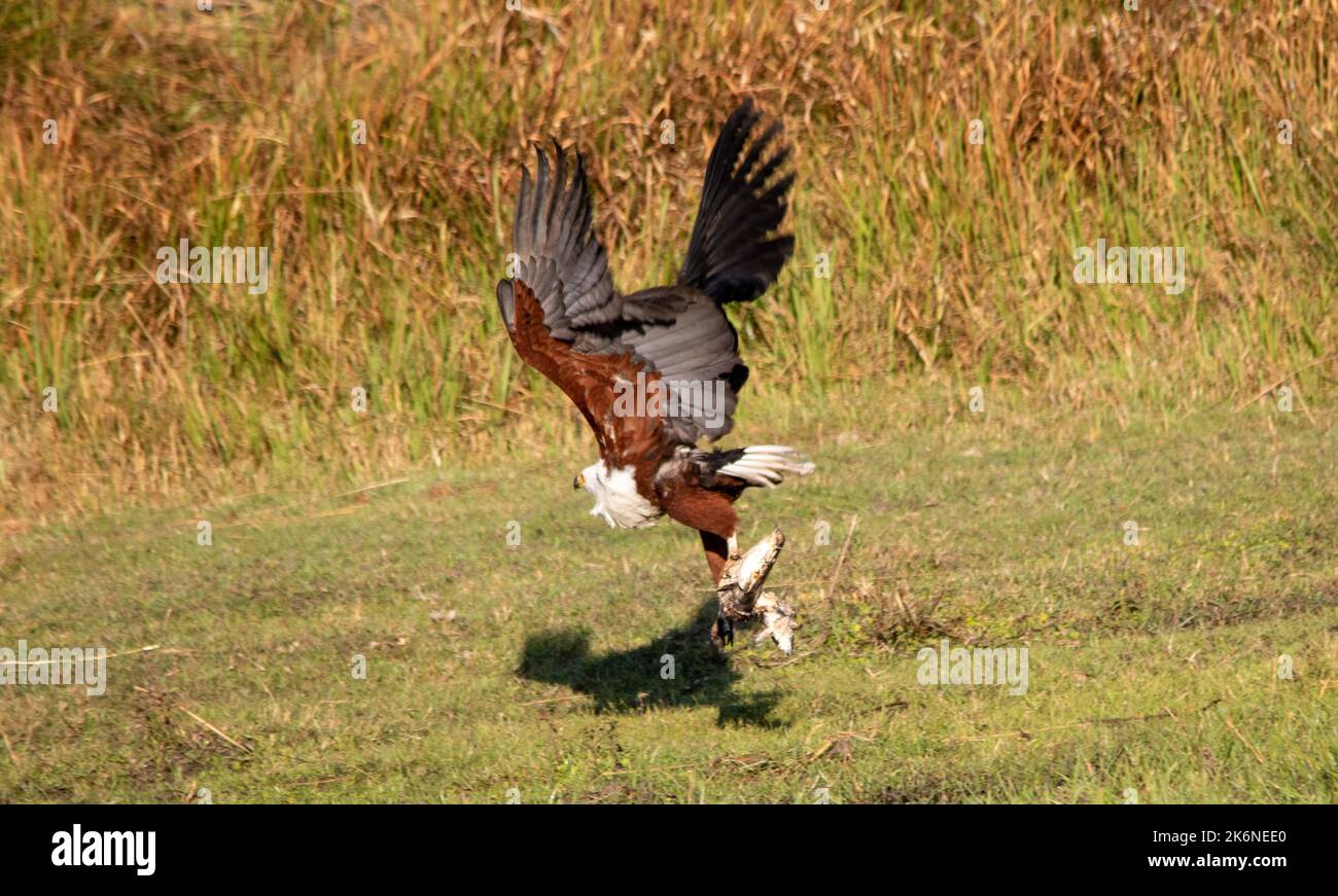 African fish-eagle with catch Stock Photo - Alamy
