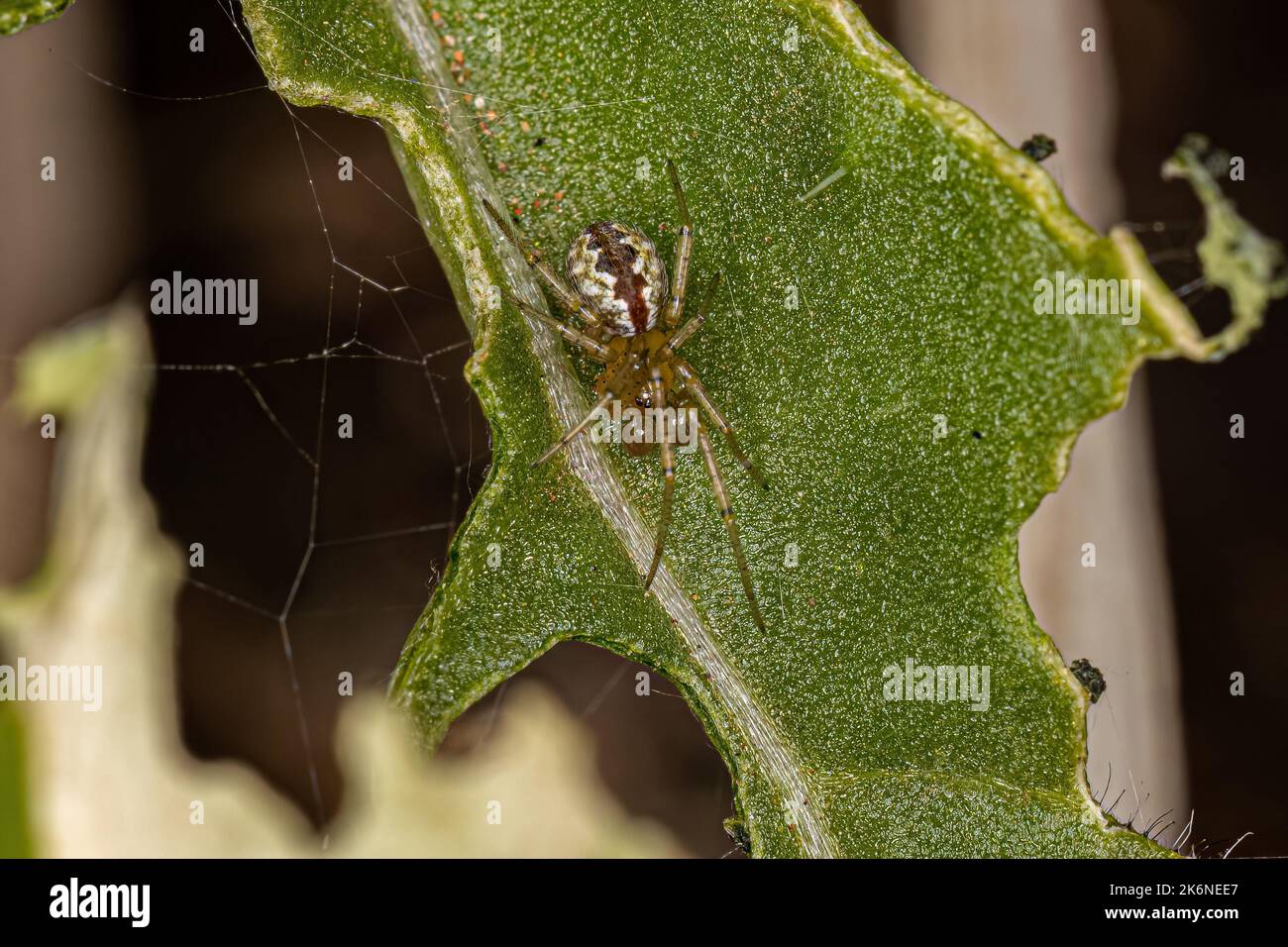 Small Male Cobweb Spider of the Family Theridiidae Stock Photo - Alamy