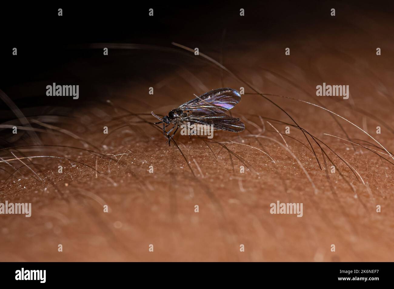 Adult Dark-winged Fungus Gnat of the Family Sciaridae Stock Photo - Alamy
