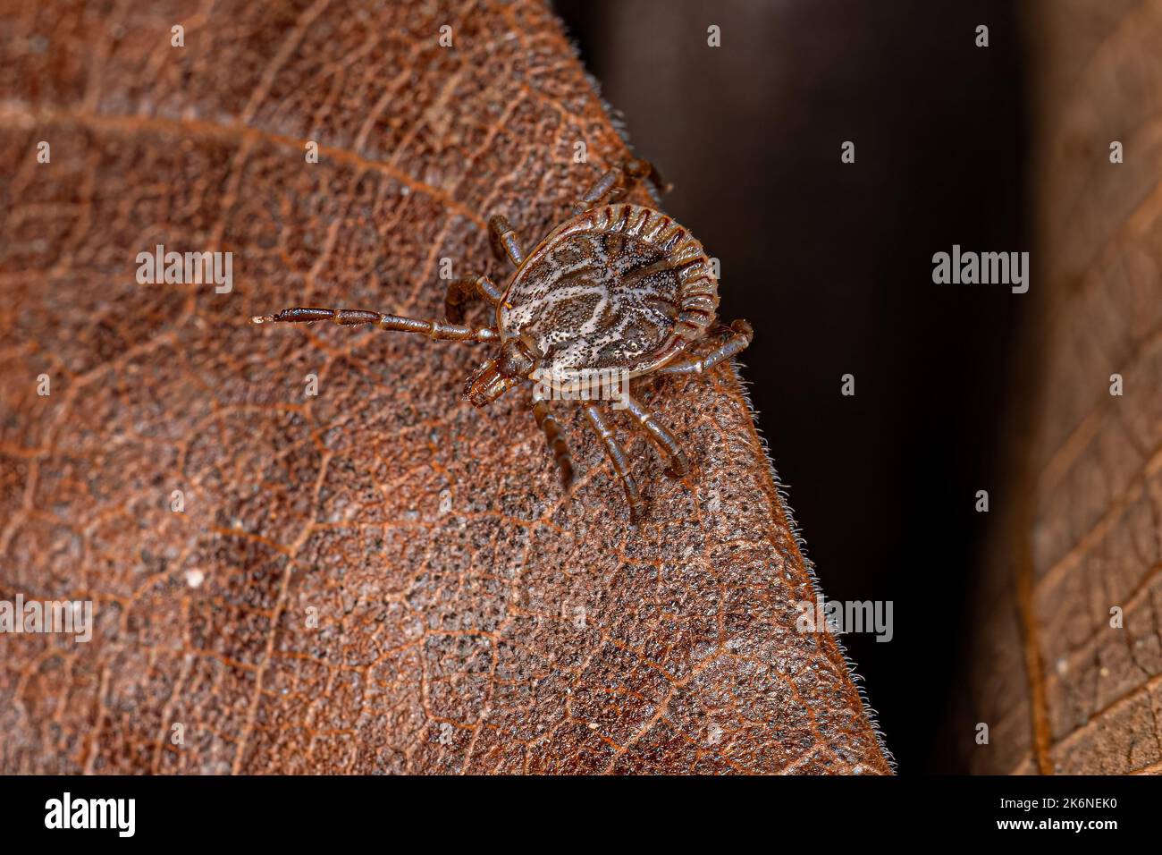 Male Adult Cayenne Tick of the genus Amblyomma Stock Photo - Alamy