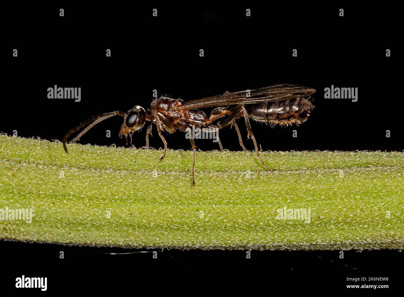 Adult Male Winged Ant of the Genus Pseudomyrmex Stock Photo - Alamy