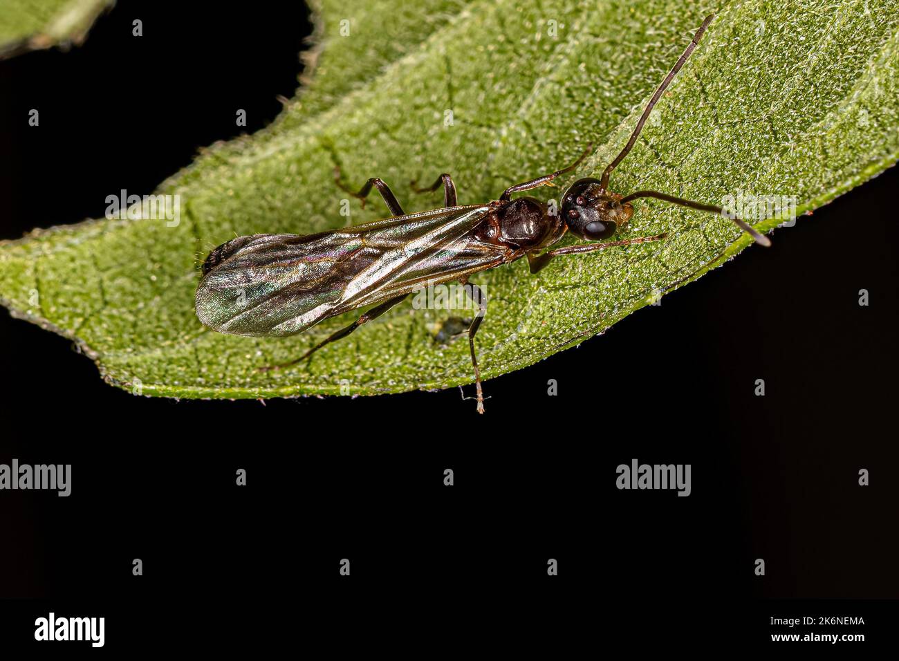 Adult Male Winged Ant of the Genus Pseudomyrmex Stock Photo - Alamy