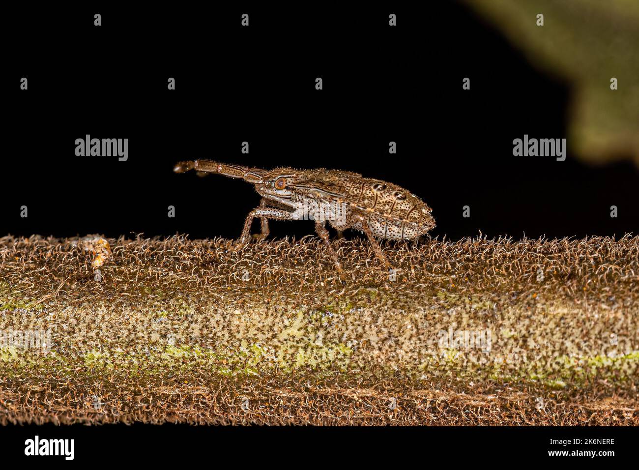 Stink bug nymph of the family pentatomidae Stock Photo - Alamy