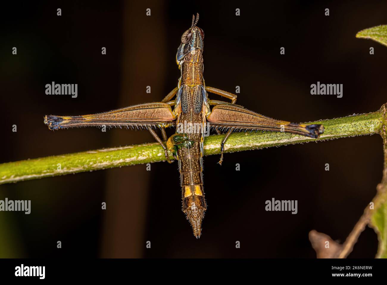 Female Monkey Grasshopper of the species Temnomastax hamus Stock Photo ...