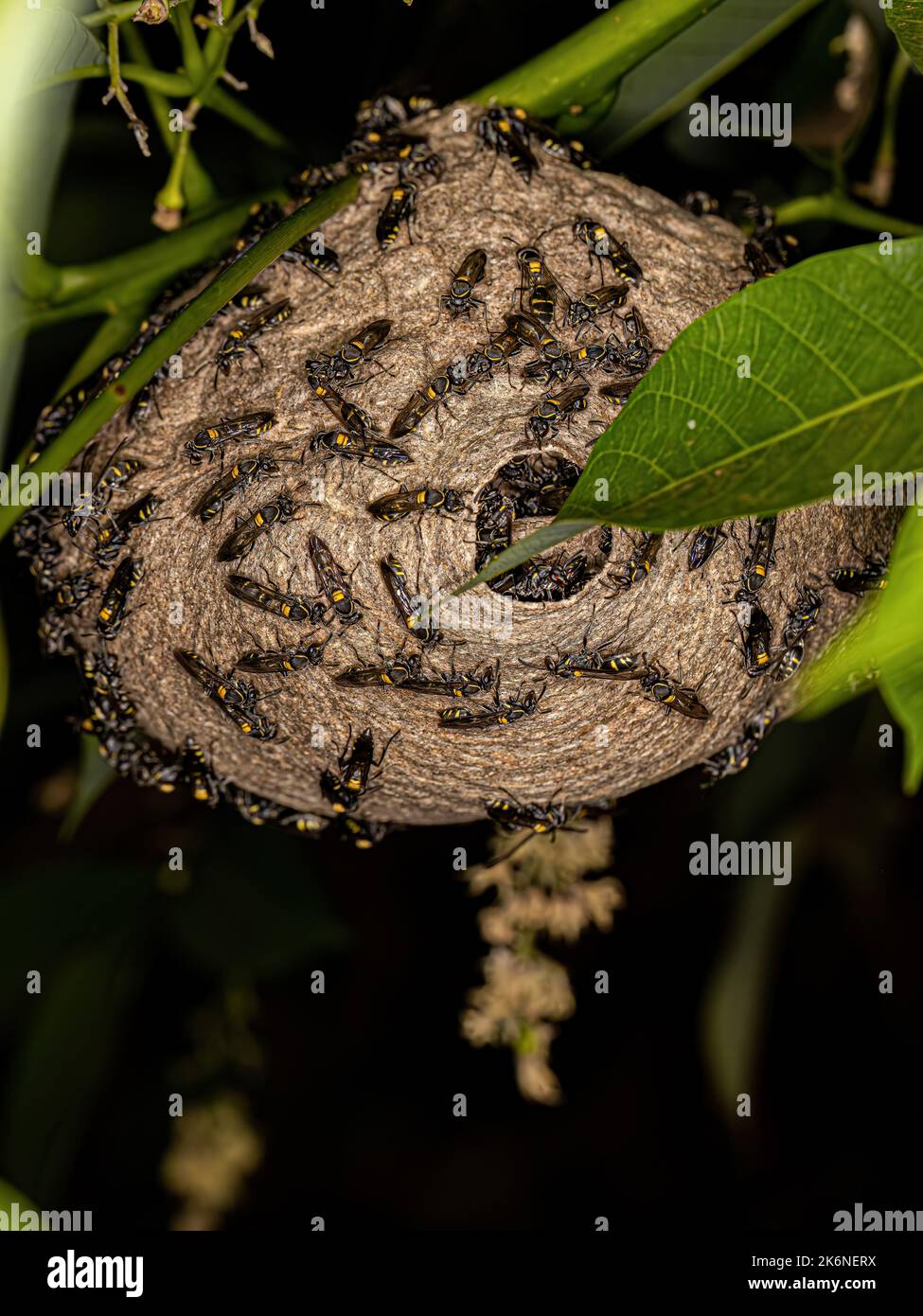 Adult Long-waisted Honey Wasps of the Subgenus Myrapetra Stock Photo ...
