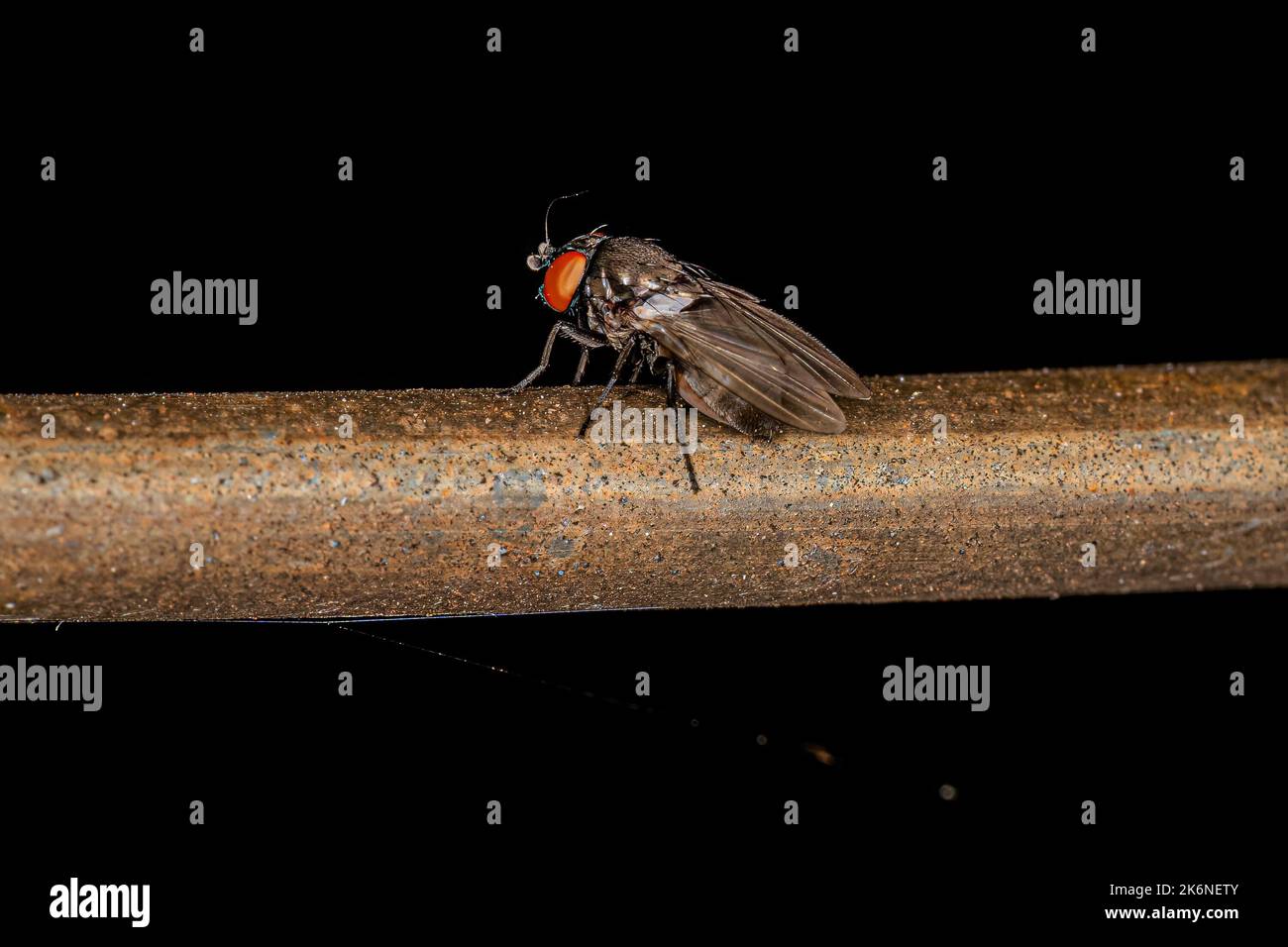 Adult Freeloader Fly of the Family Milichiidae Stock Photo - Alamy