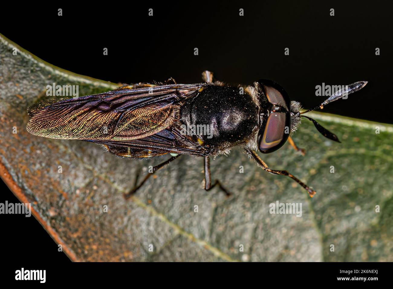 Small Adult Soldier Fly of the Genus Hoplitimyia Stock Photo - Alamy