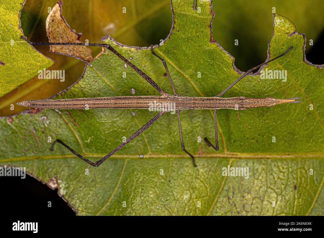 Neotropical Stick Grasshopper of the Family Proscopiidae Stock Photo ...