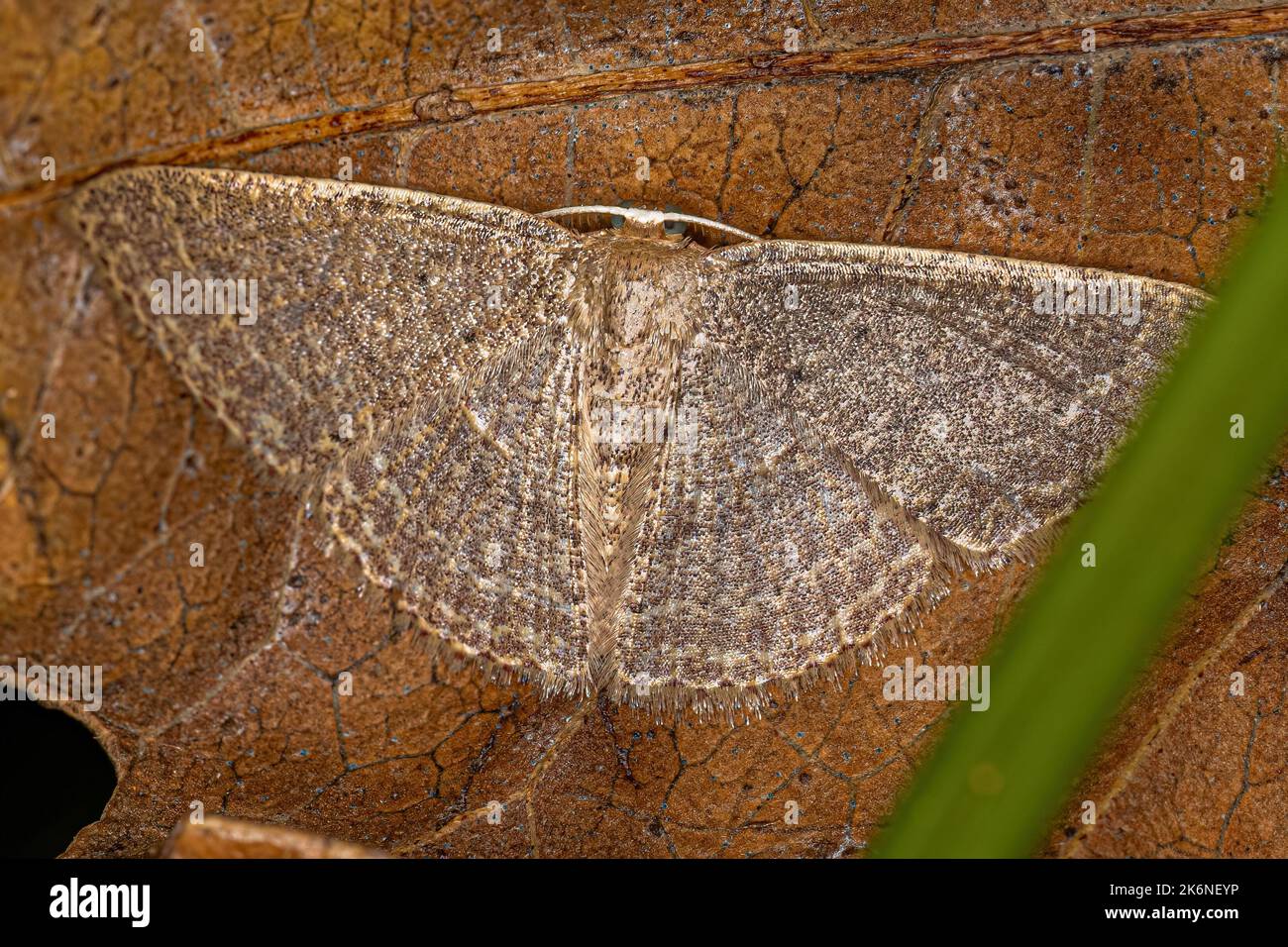 Adult Geometer Moth of the Family Geometridae Stock Photo - Alamy