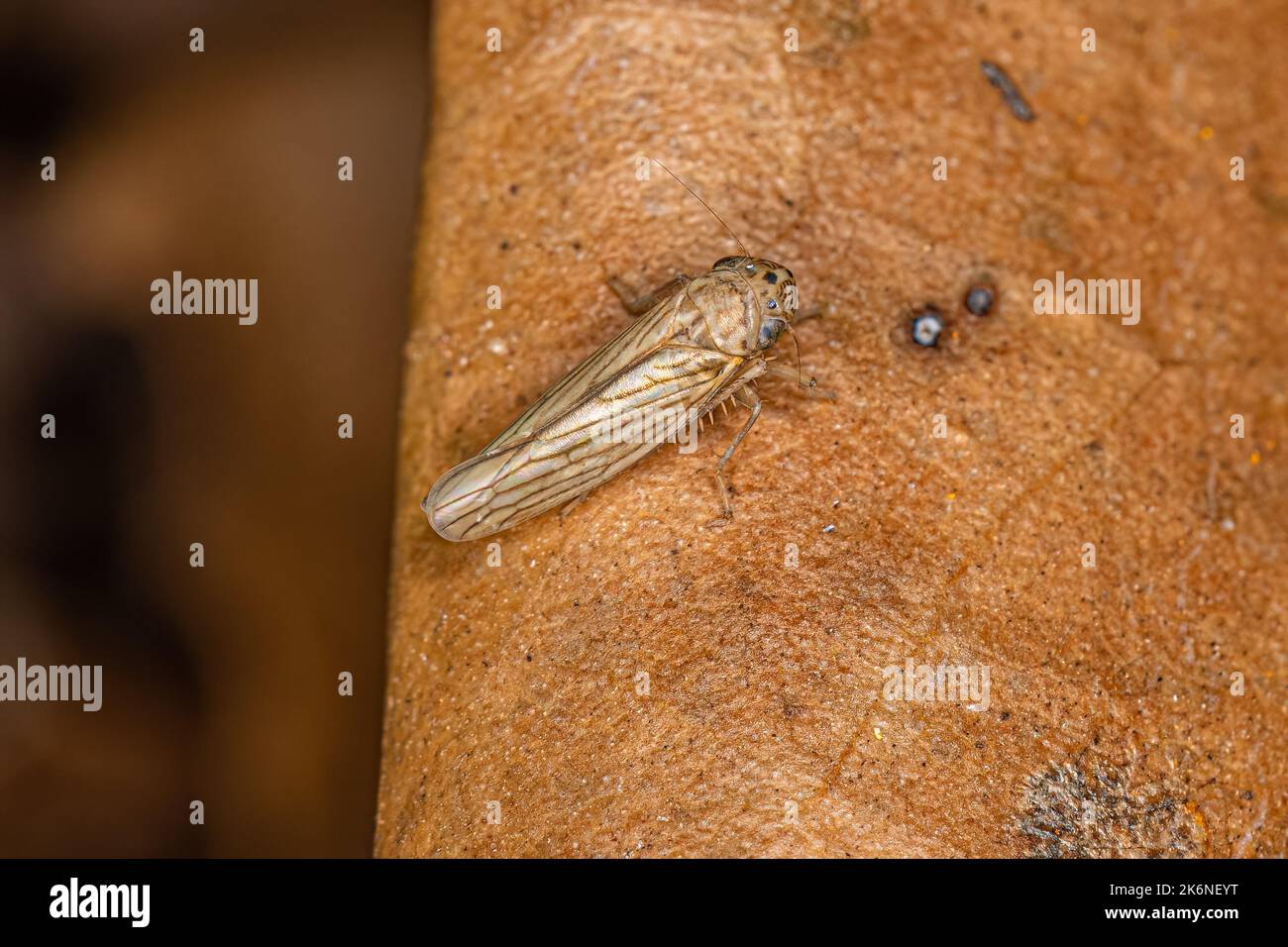 Adult Sharpshooter Insect of the Subfamily Cicadellinae Stock Photo - Alamy