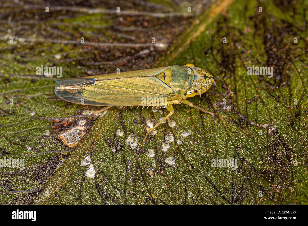 Adult Typical Leafhopper of the subfamily Cicadellinae Stock Photo - Alamy