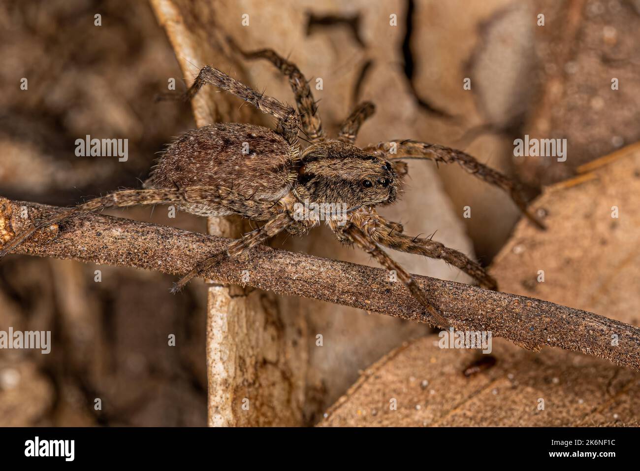 Small Wolf Spider of the Family Lycosidae Stock Photo - Alamy