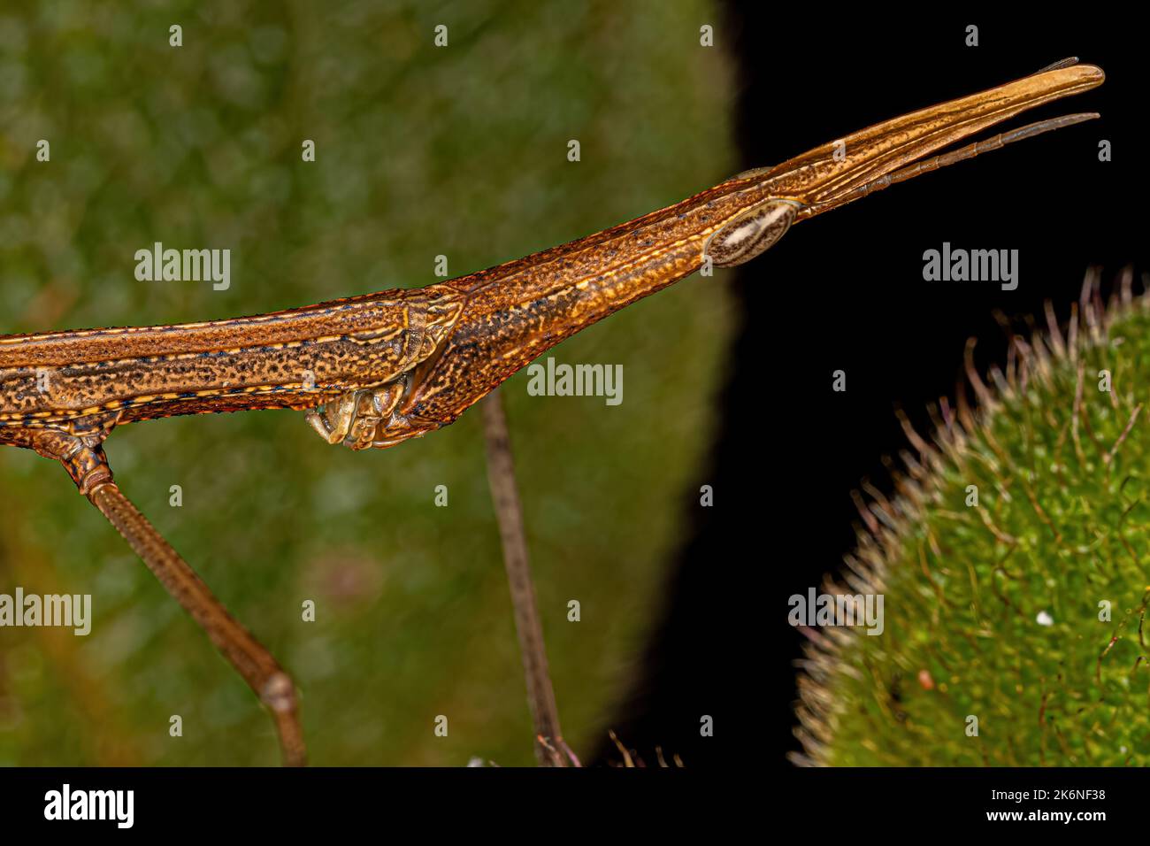 Neotropical Stick Grasshopper of the Family Proscopiidae Stock Photo ...