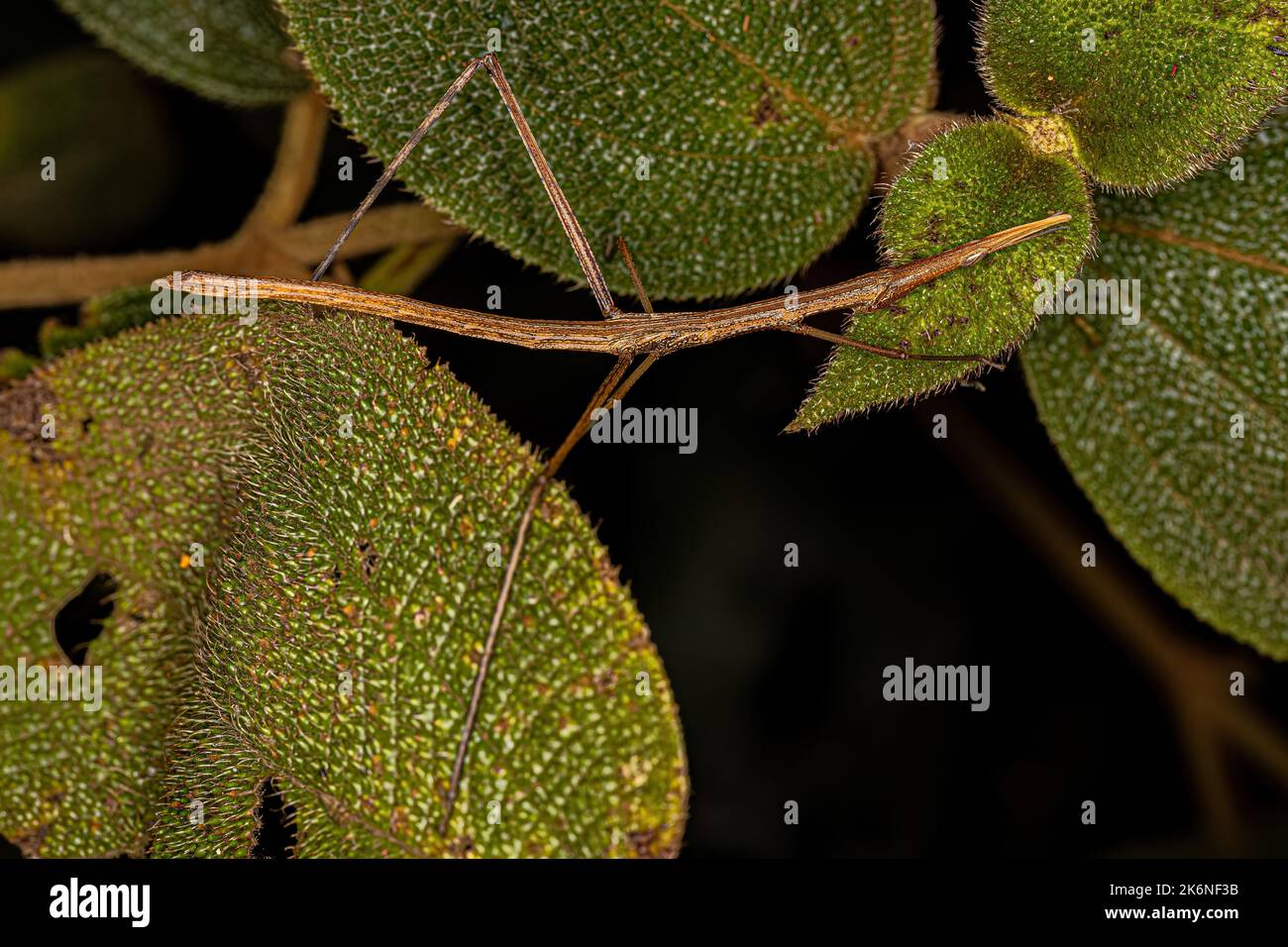 Neotropical Stick Grasshopper of the Family Proscopiidae Stock Photo ...