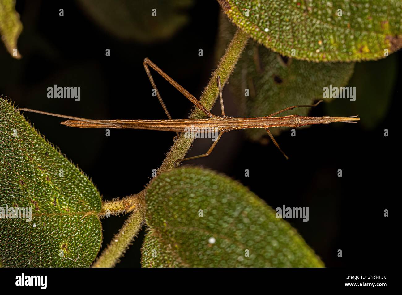 Neotropical Stick Grasshopper of the Family Proscopiidae Stock Photo ...