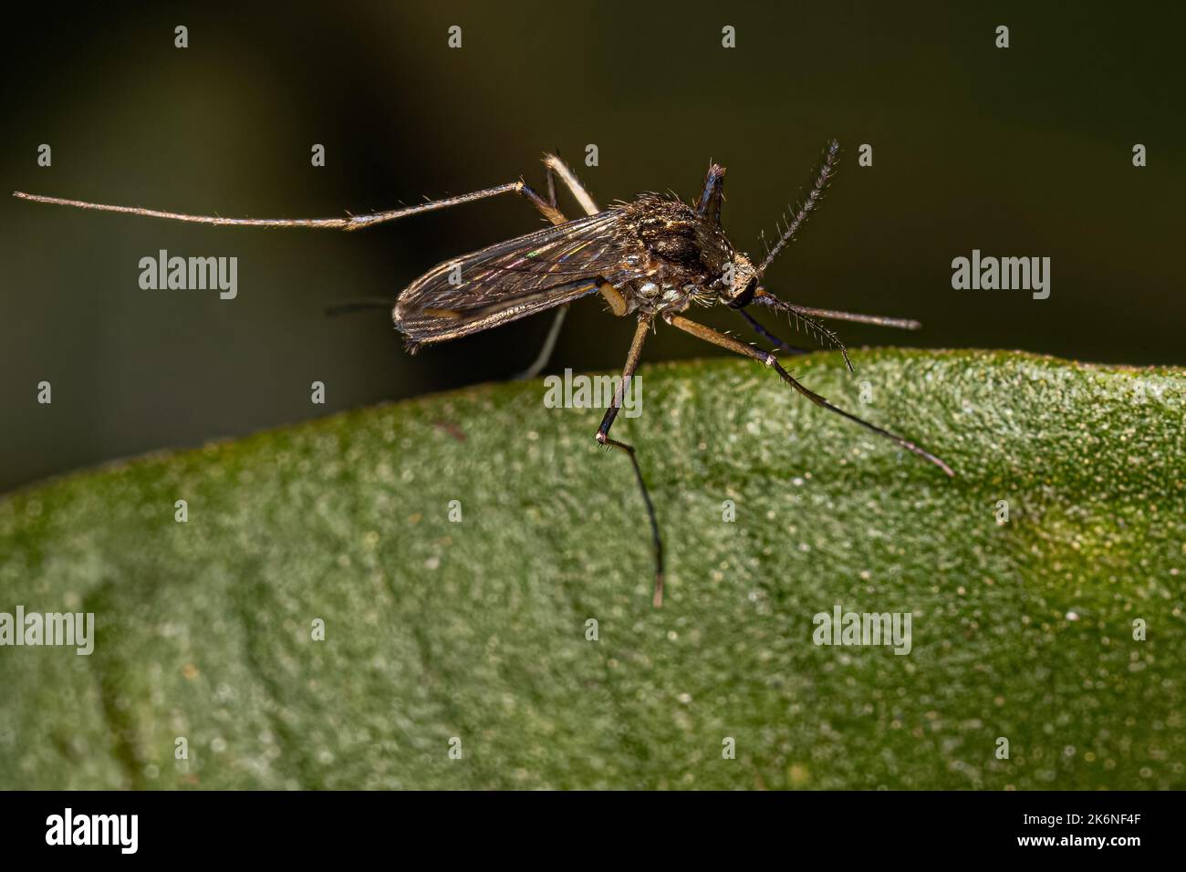 Female mosquitoe hi-res stock photography and images - Alamy