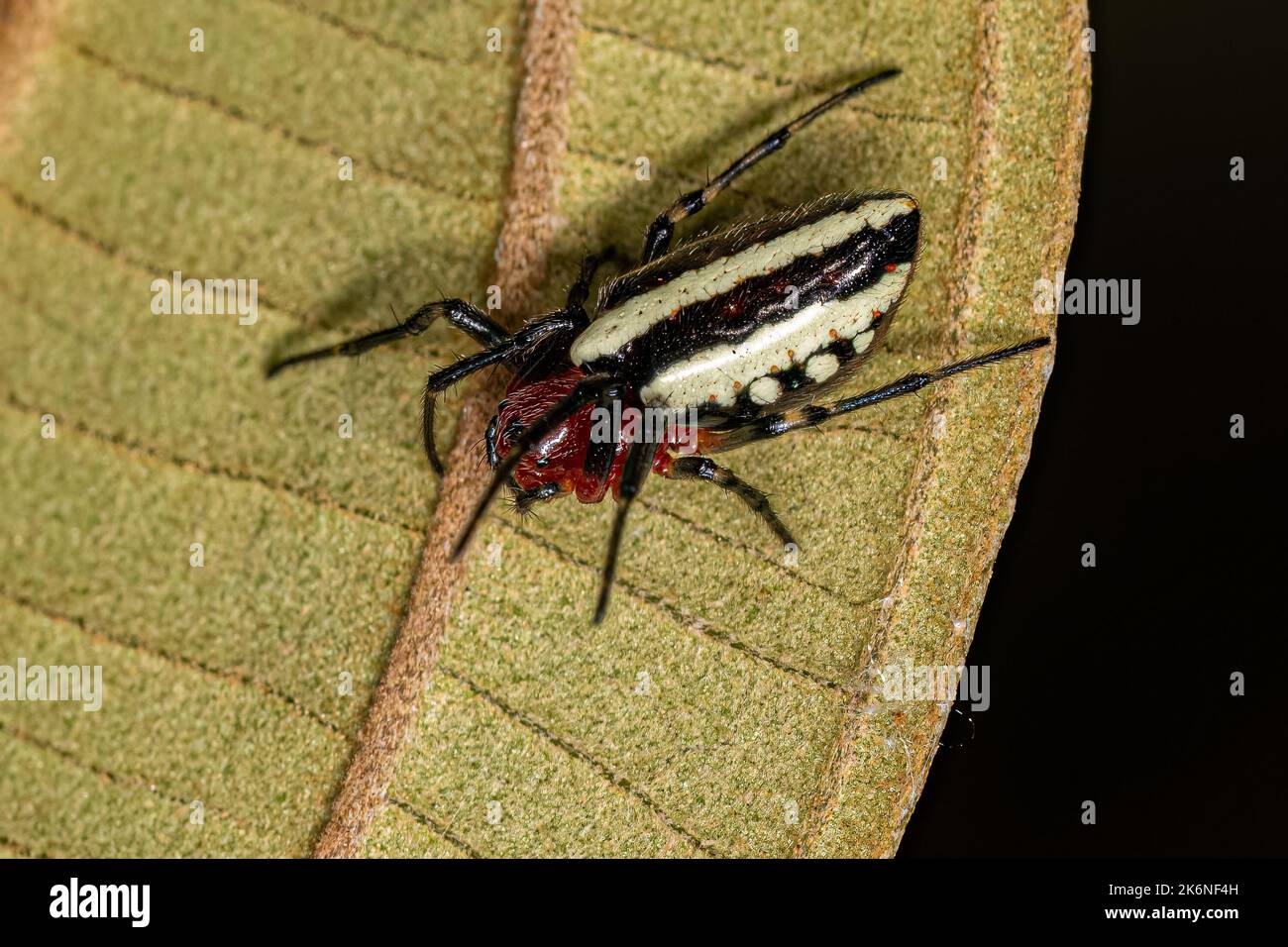 Adult Typical Orbweaver Spider of the species Alpaida rubellula Stock ...