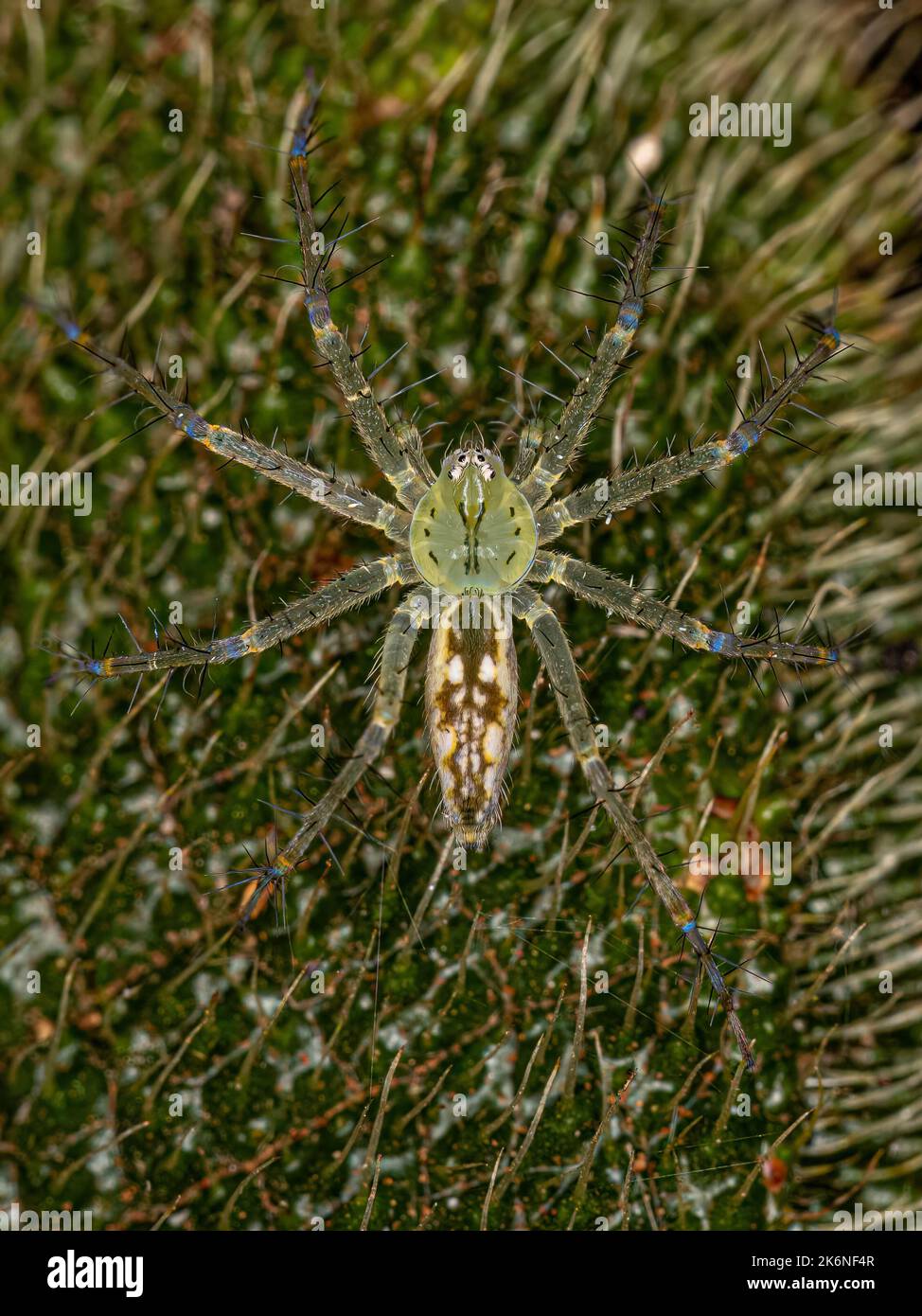 Architis spinipes hi-res stock photography and images - Alamy