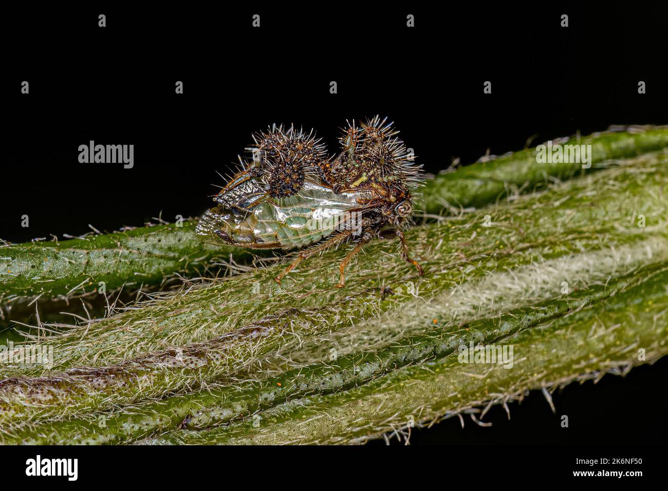 Adult Ant-mimicking Treehopper of the species Cyphonia clavigera Stock ...