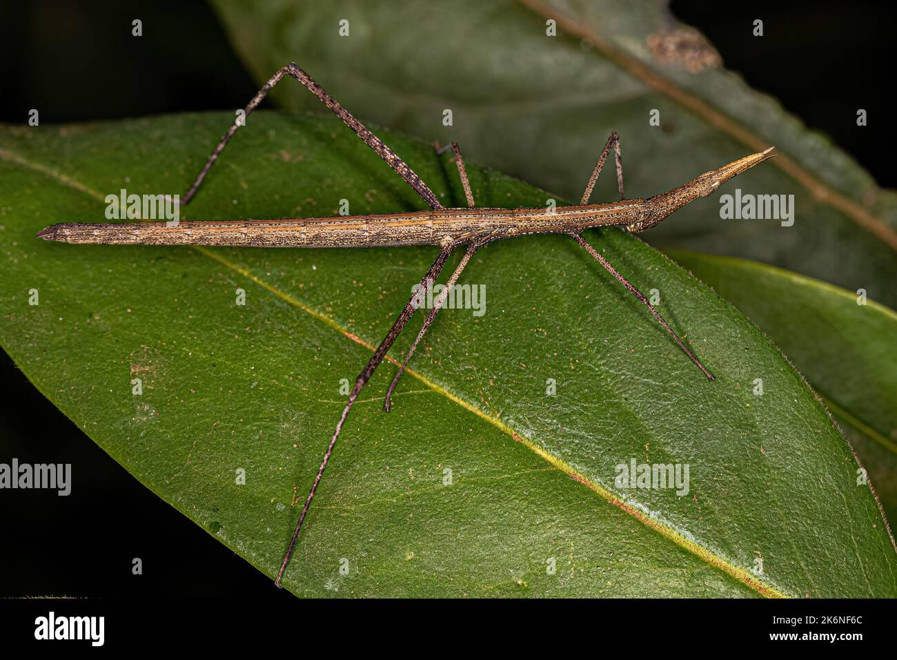 Neotropical Stick Grasshopper of the Family Proscopiidae Stock Photo ...