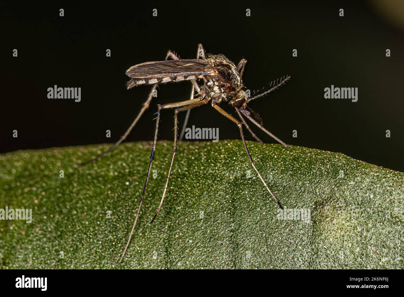 Adult Female Culicine Mosquito of the Species Aedes scapularis Stock ...