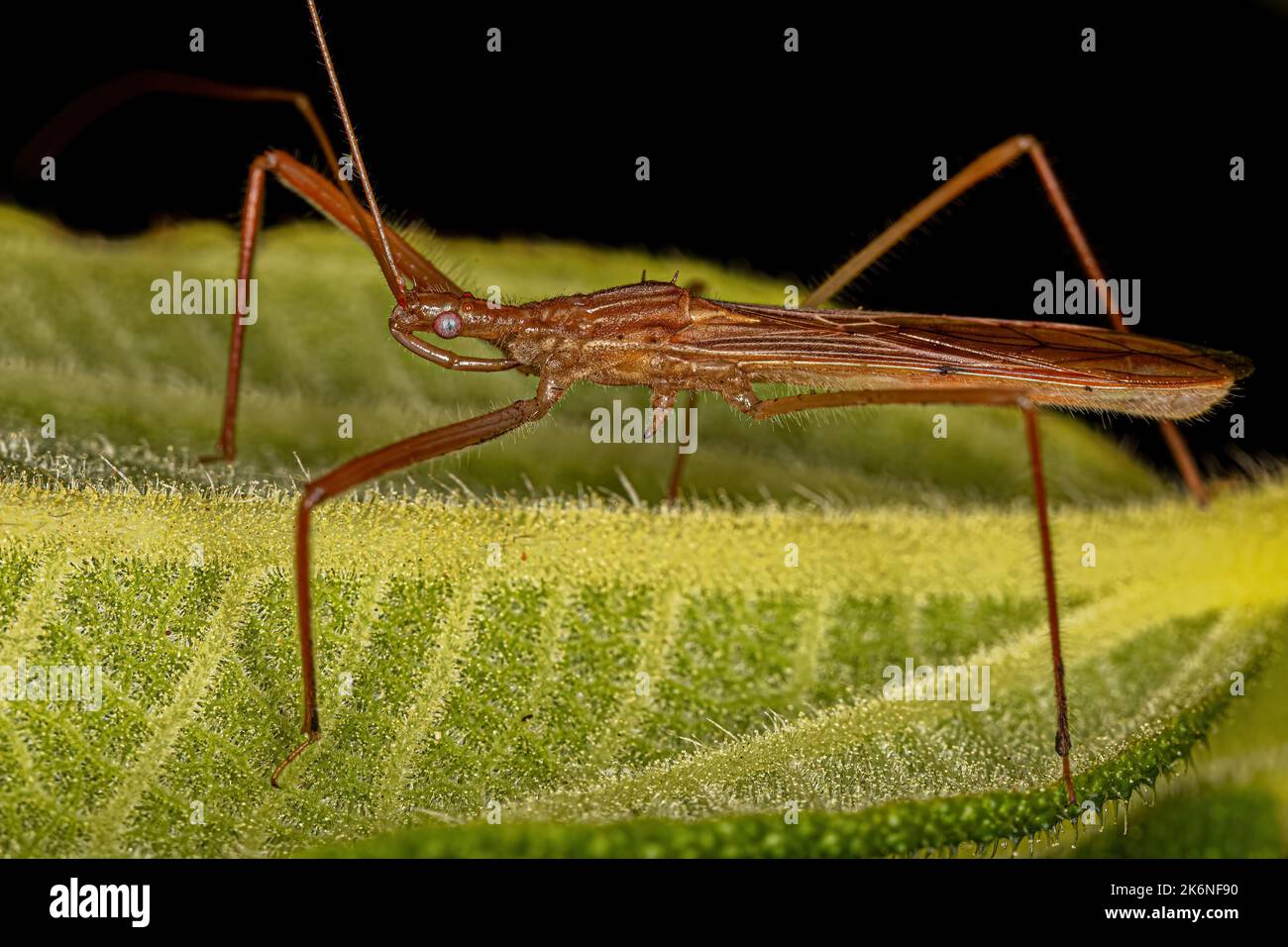 Adult Assassin Bug of the Genus Doldina Stock Photo - Alamy