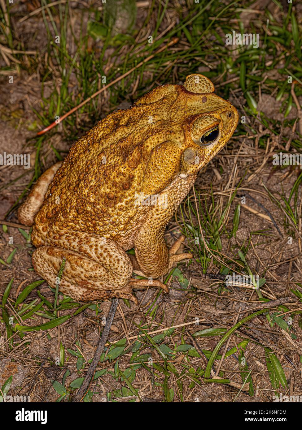 Adult Cururu Toad of the species Rhinella diptycha Stock Photo - Alamy