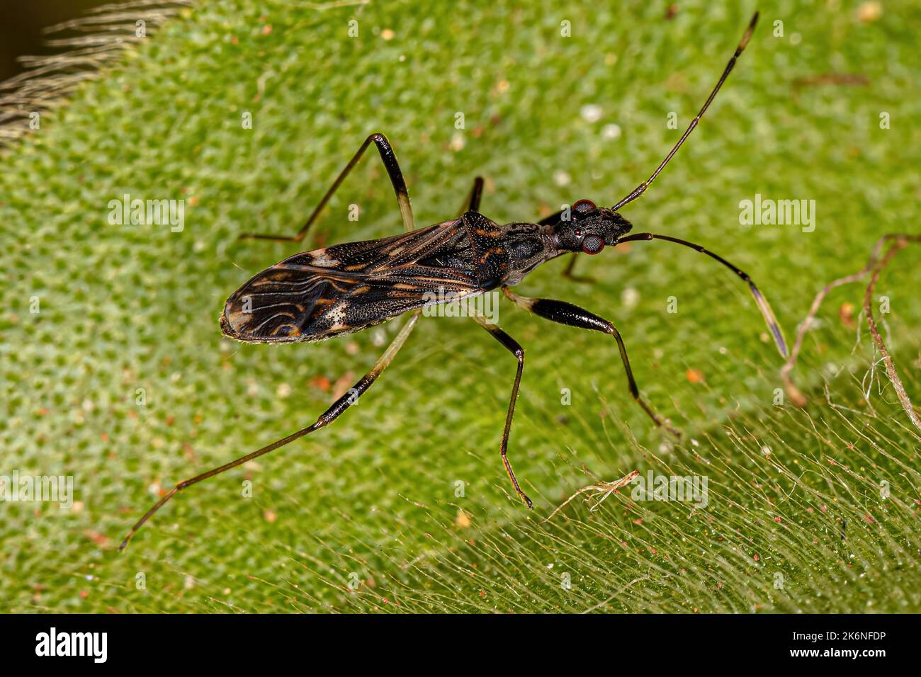 Adult Dirt-colored Seed Bug of the Subfamily Rhyparochrominae Stock ...