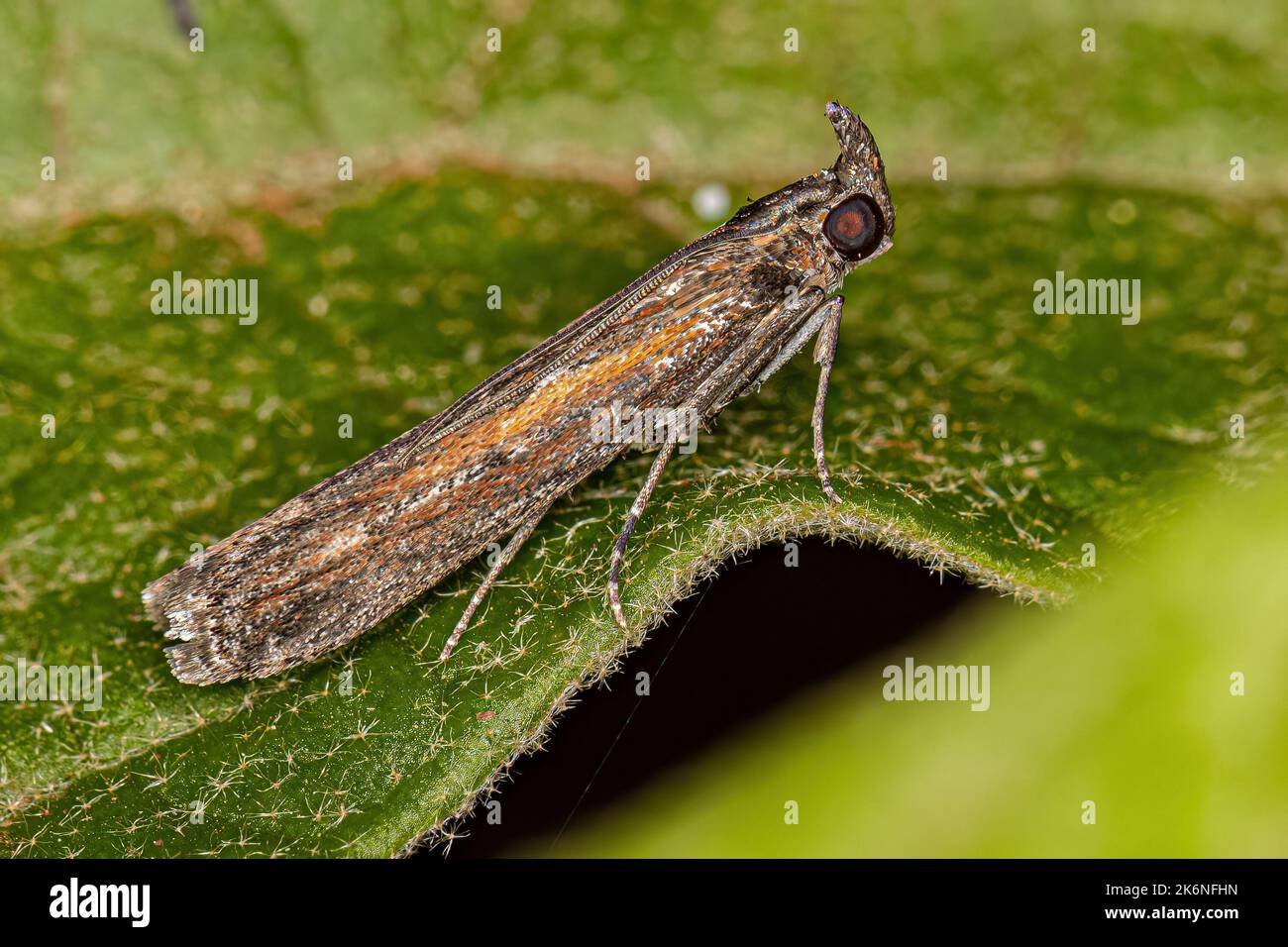 Adult Pyralid Snout Moth of the Family Pyralidae Stock Photo - Alamy