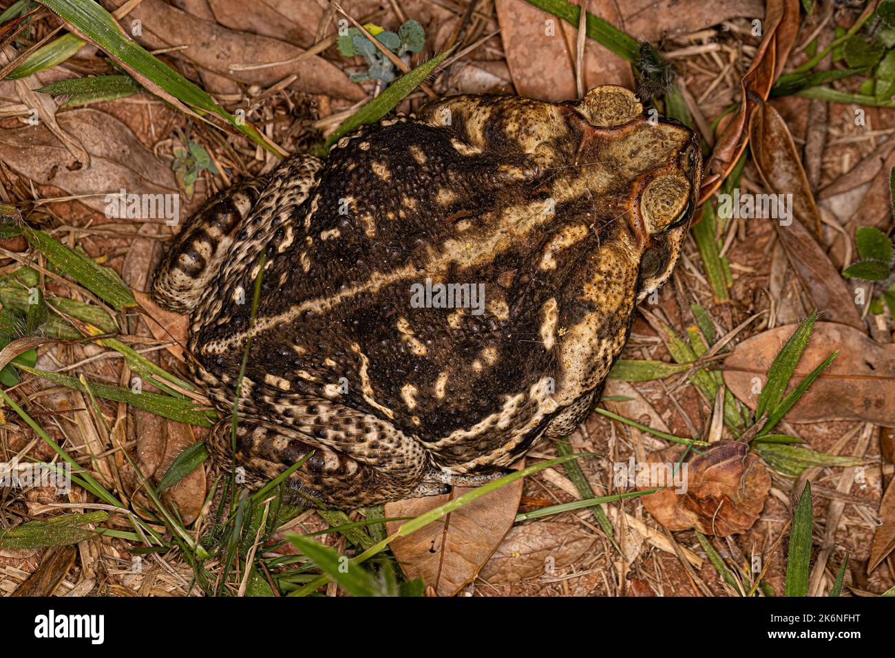 Adult Cururu Toad of the species Rhinella diptycha Stock Photo - Alamy