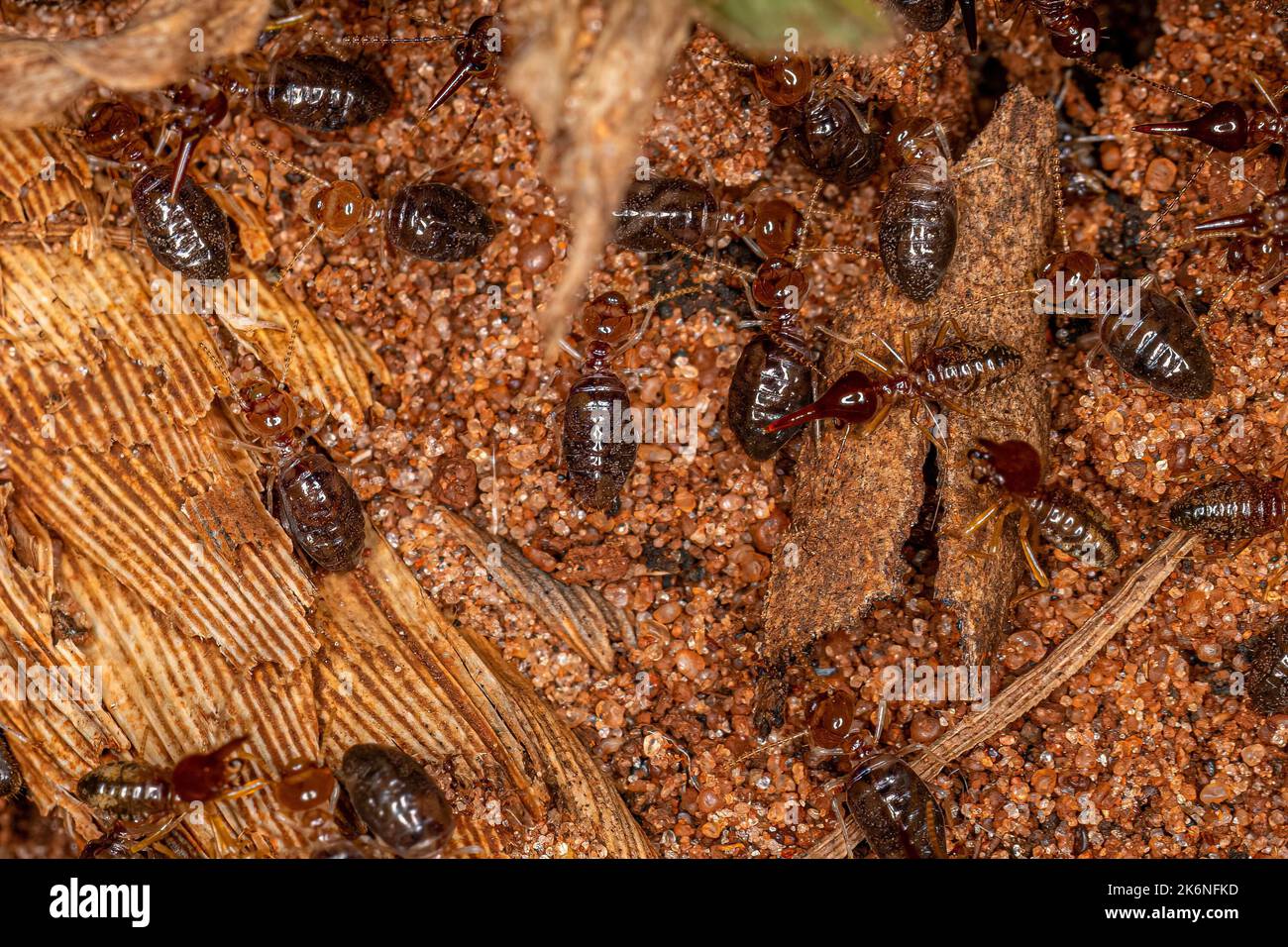 Syntermitinae hi-res stock photography and images - Alamy