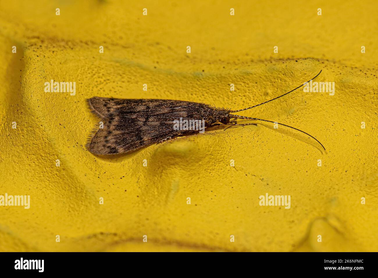 Adult Caddisfly Insect of the Order Trichoptera Stock Photo - Alamy