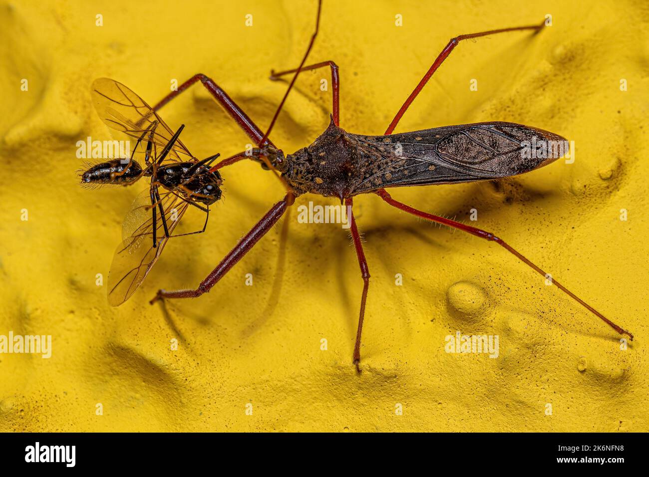 Adult Assassin Bug of the Species Heza binotata preying on a Adult Male ...