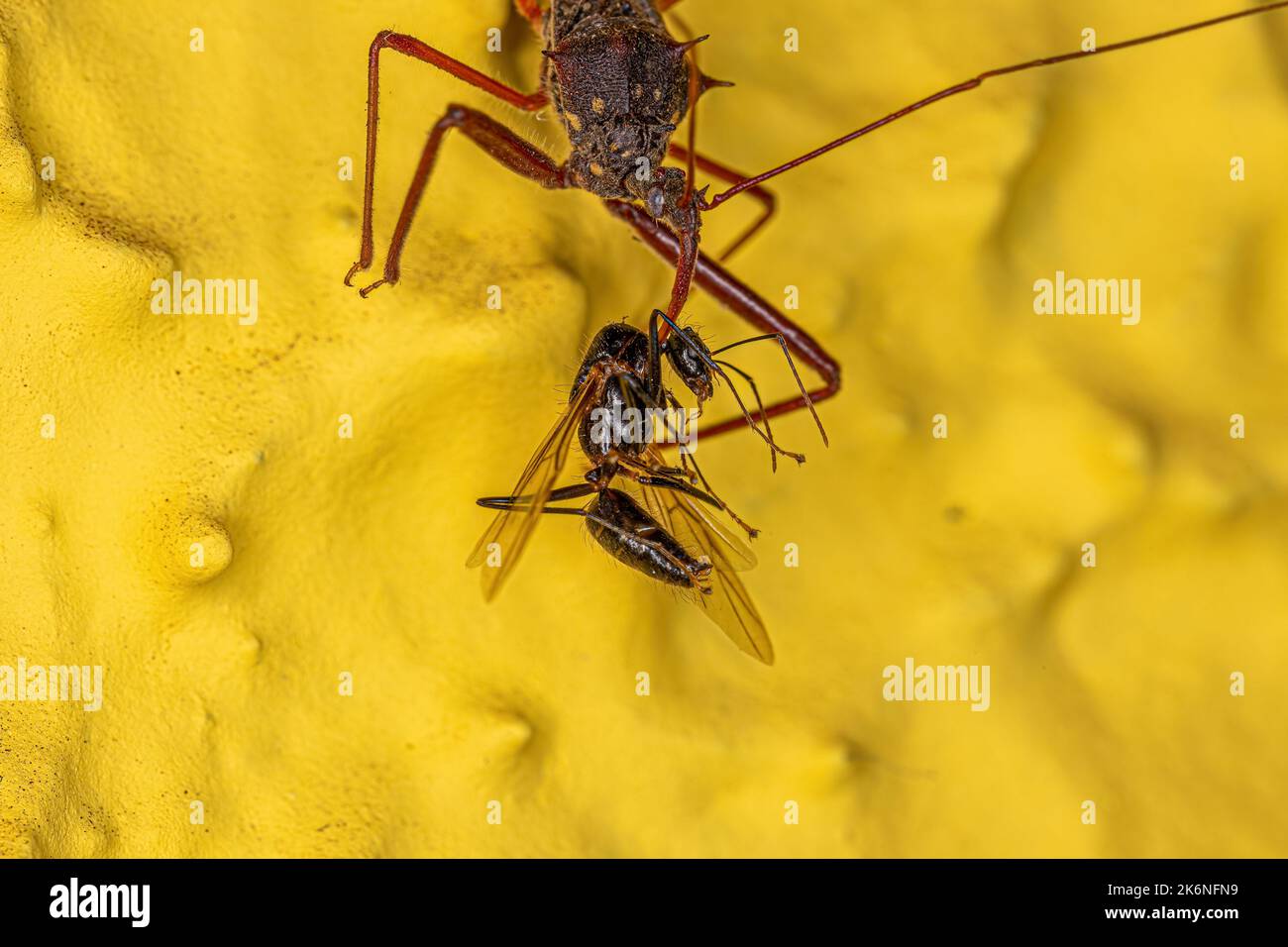Adult Assassin Bug of the Species Heza binotata preying on a Adult Male ...