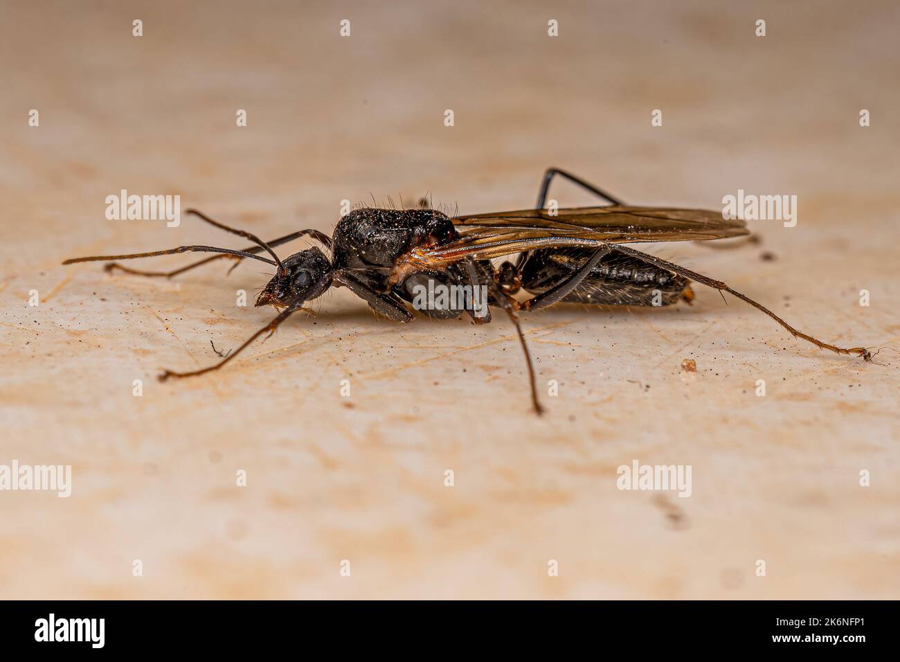 Adult Male Winged Carpenter Ant of the genus Camponotus Stock Photo - Alamy