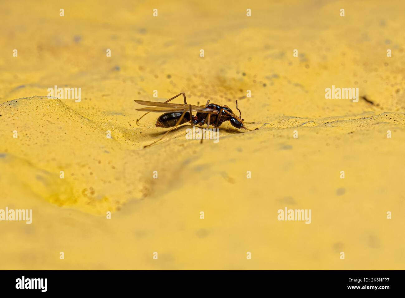 Adult Male Ant of the Tribe Leptomyrmecini Stock Photo - Alamy