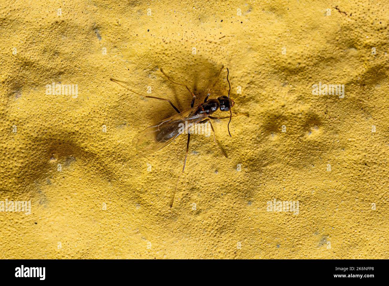 Adult Male Ant of the Tribe Leptomyrmecini Stock Photo - Alamy