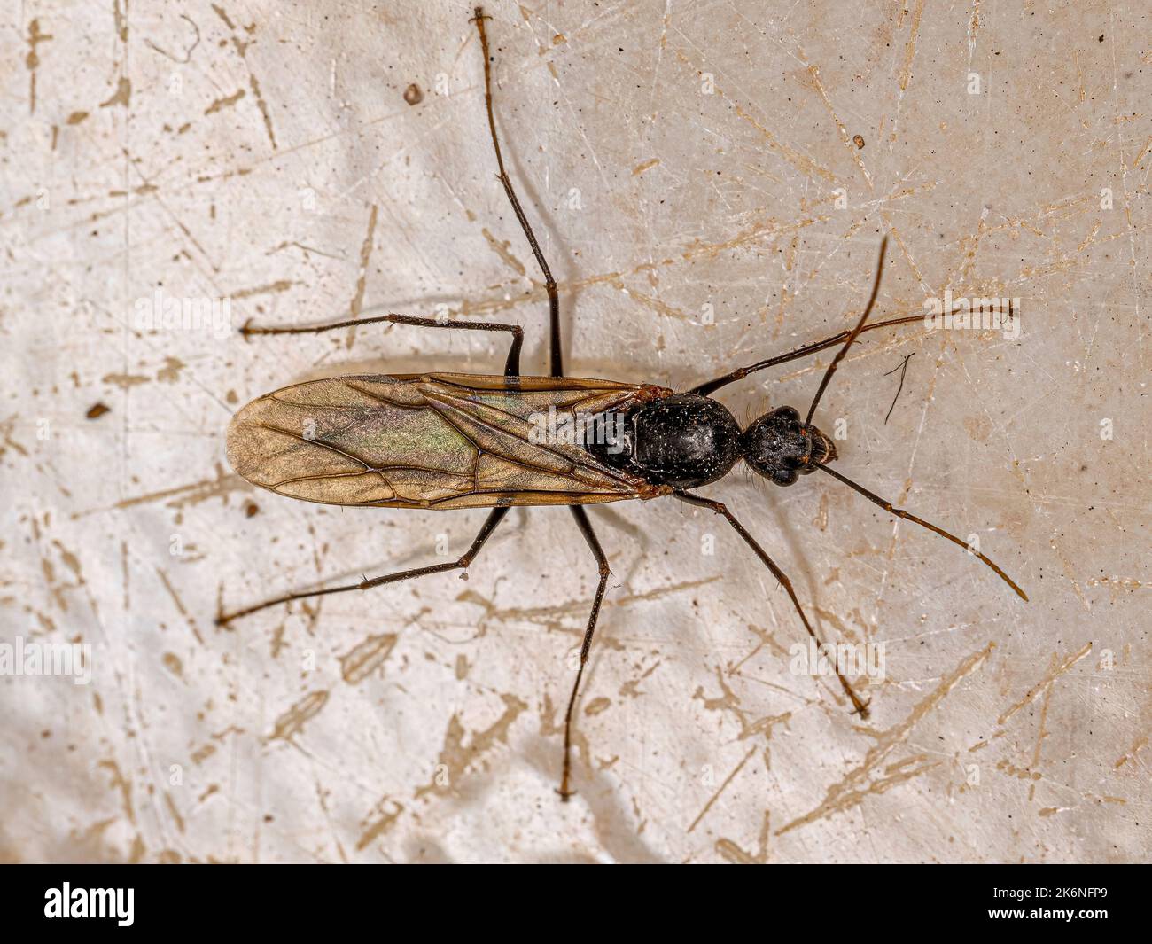 Adult Male Winged Carpenter Ant of the genus Camponotus Stock Photo - Alamy