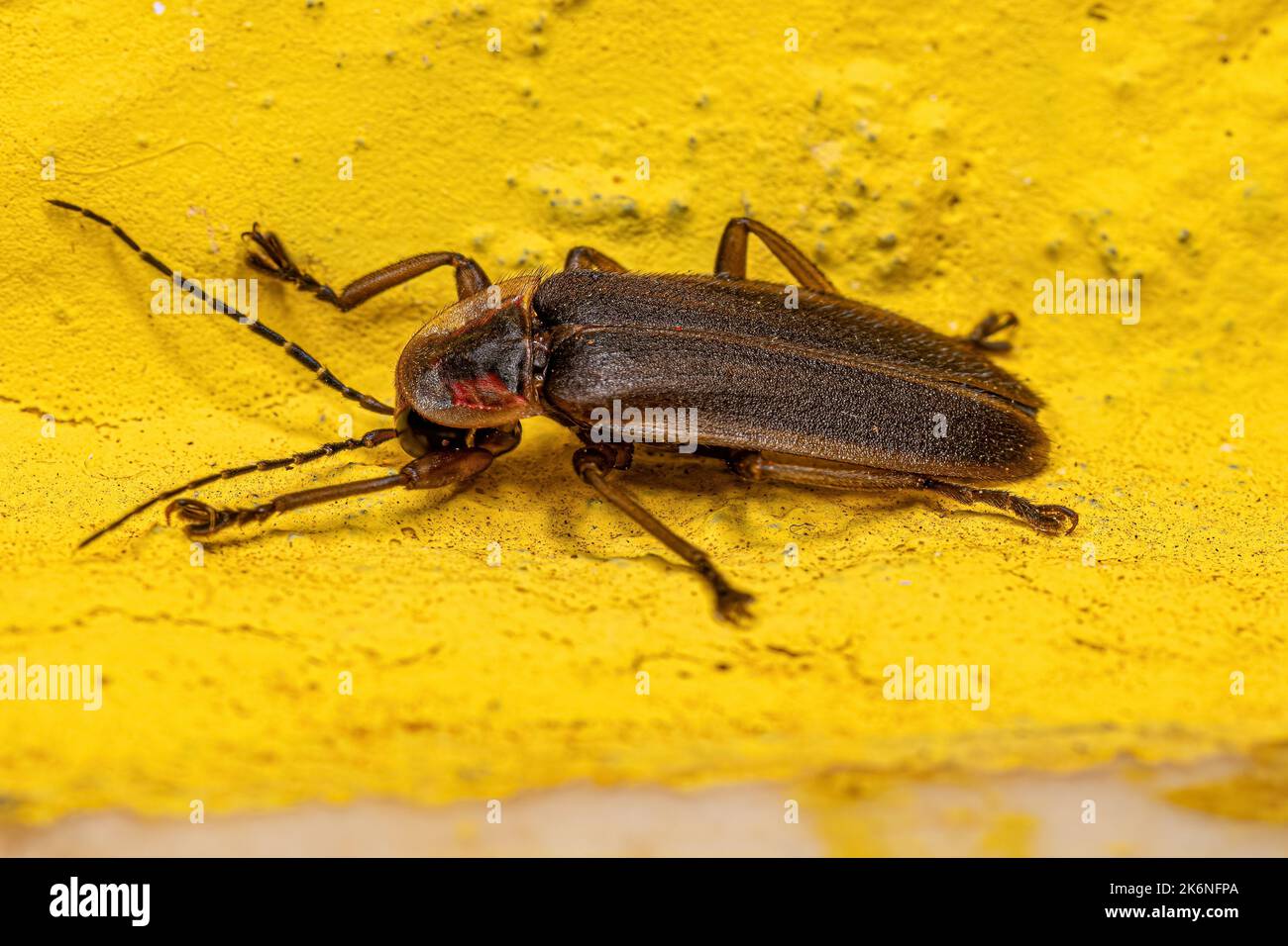 Adult Firefly Beetle of the Family Lampyridae Stock Photo - Alamy