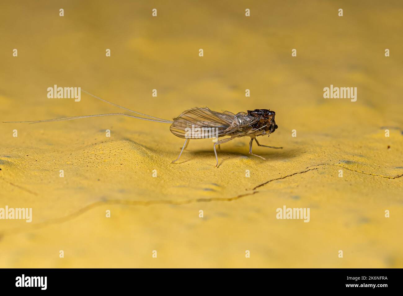 Tricopter mayfly insect exoskeleton on a yellow wall Stock Photo - Alamy