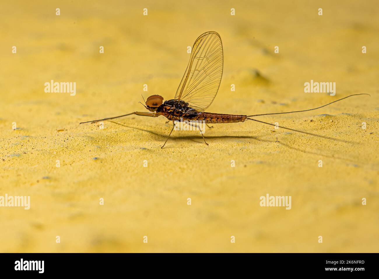Adult Male Mayfly Insect of the Family Baetidae Stock Photo - Alamy