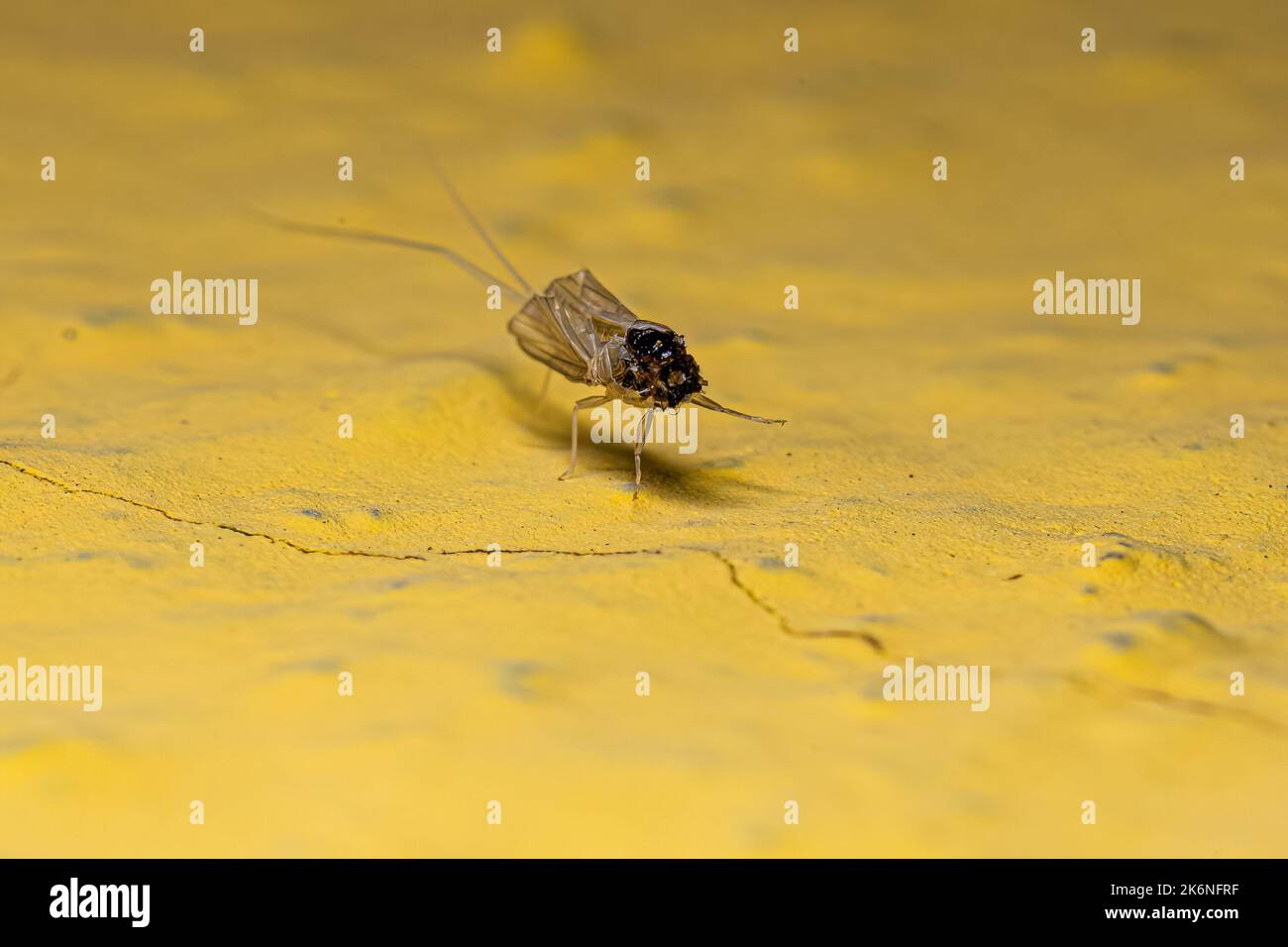 Tricopter mayfly insect exoskeleton on a yellow wall Stock Photo - Alamy
