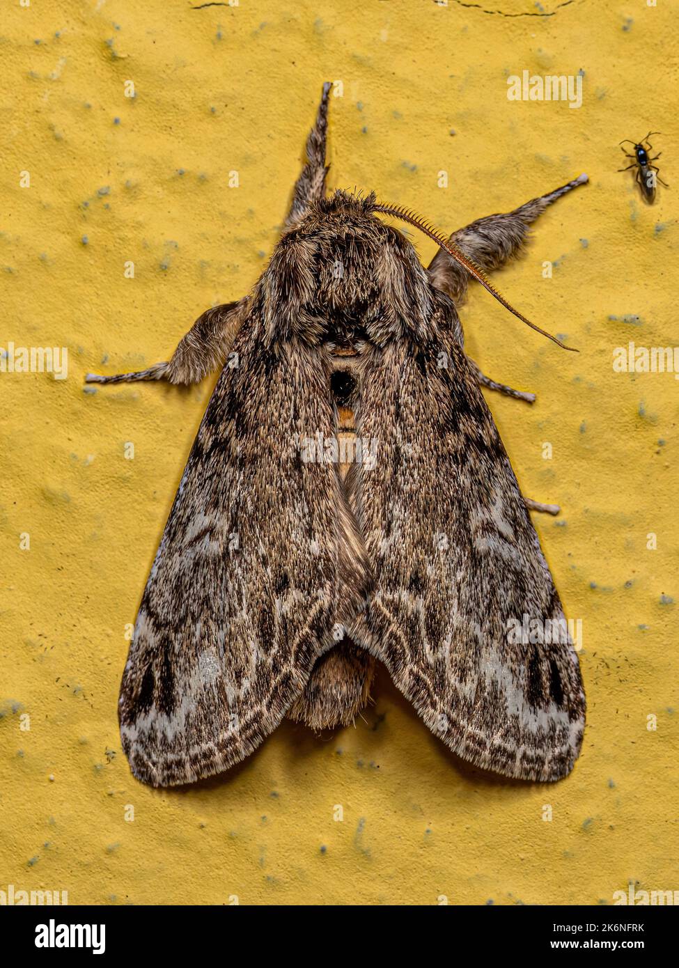 Adult Prominent Moth Insect of the species Peroara sylvestris Stock ...
