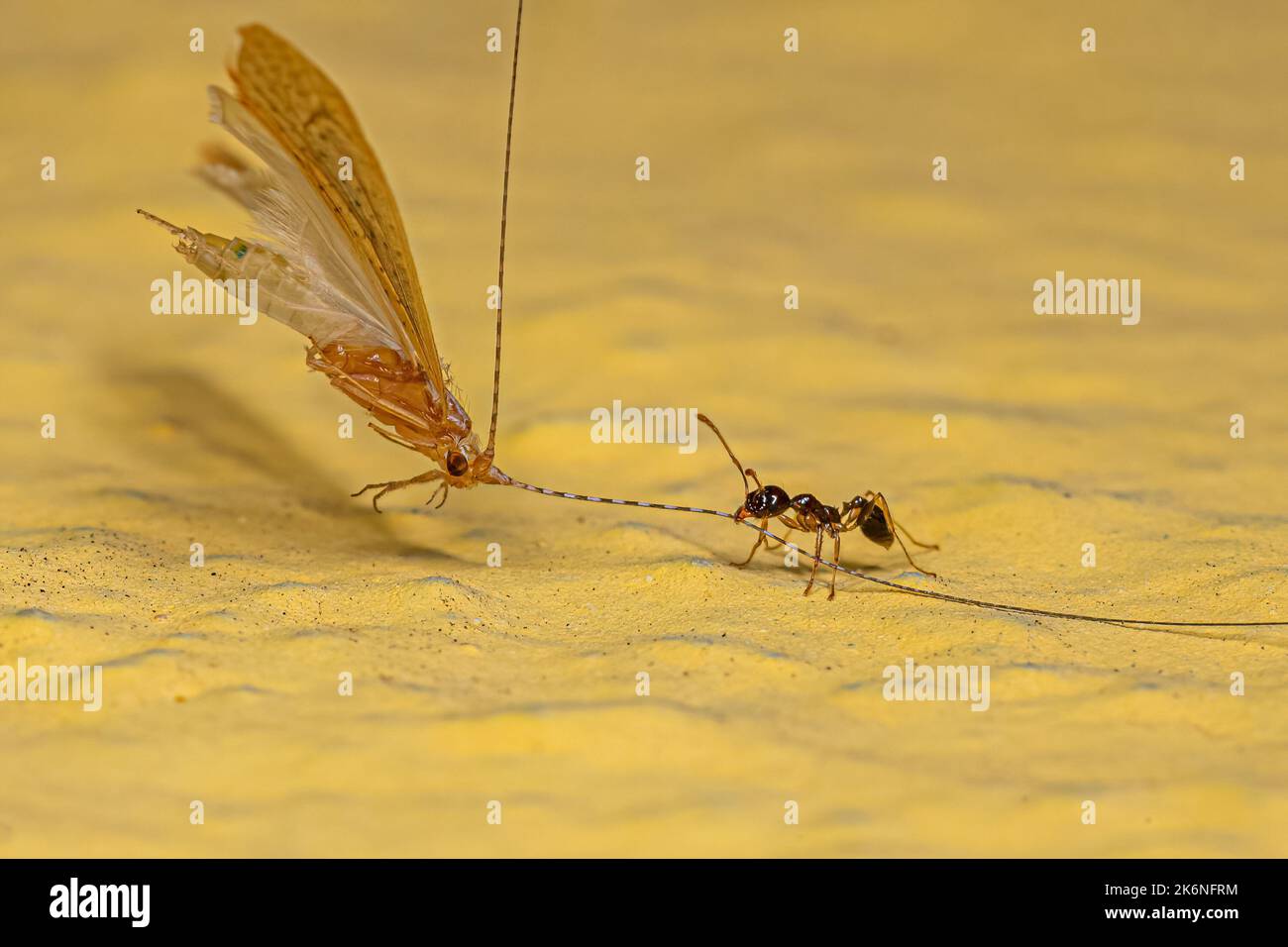 Adult Female Big-headed Ant of the Genus Pheidole preying on an Adult ...