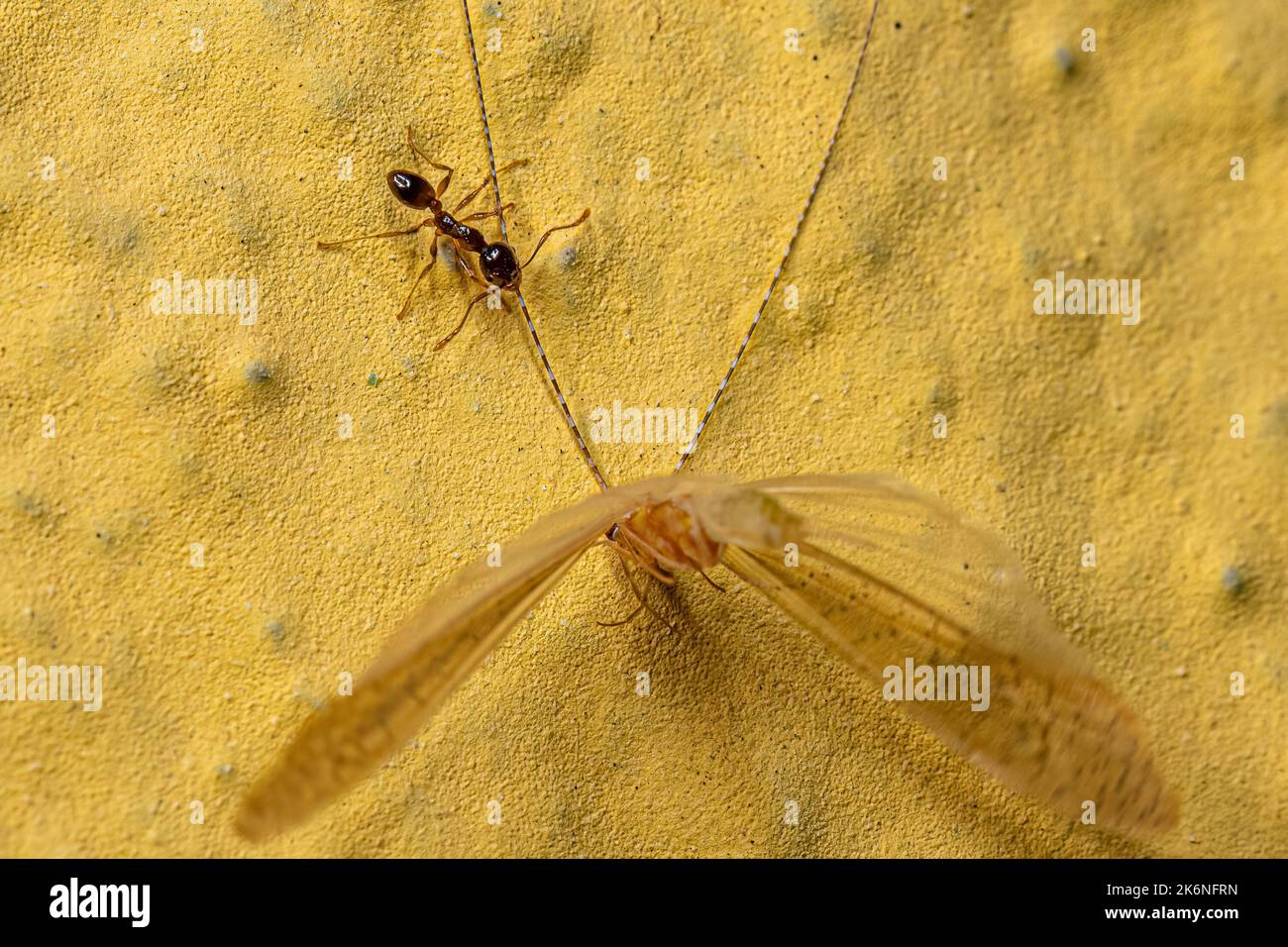 Adult Female Big-headed Ant of the Genus Pheidole preying on an Adult ...
