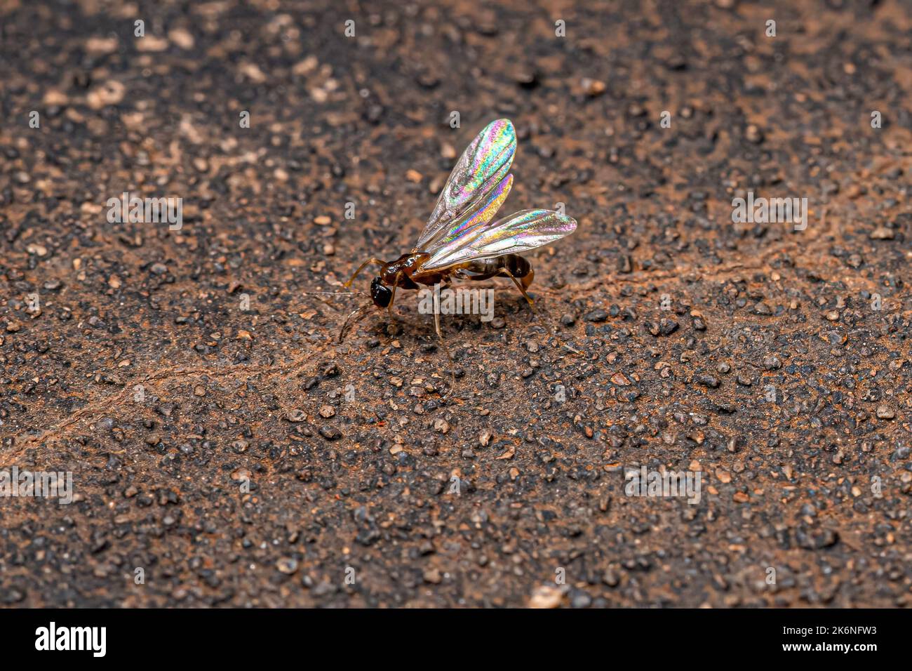 Adult Male Ant of the Tribe Leptomyrmecini Stock Photo - Alamy